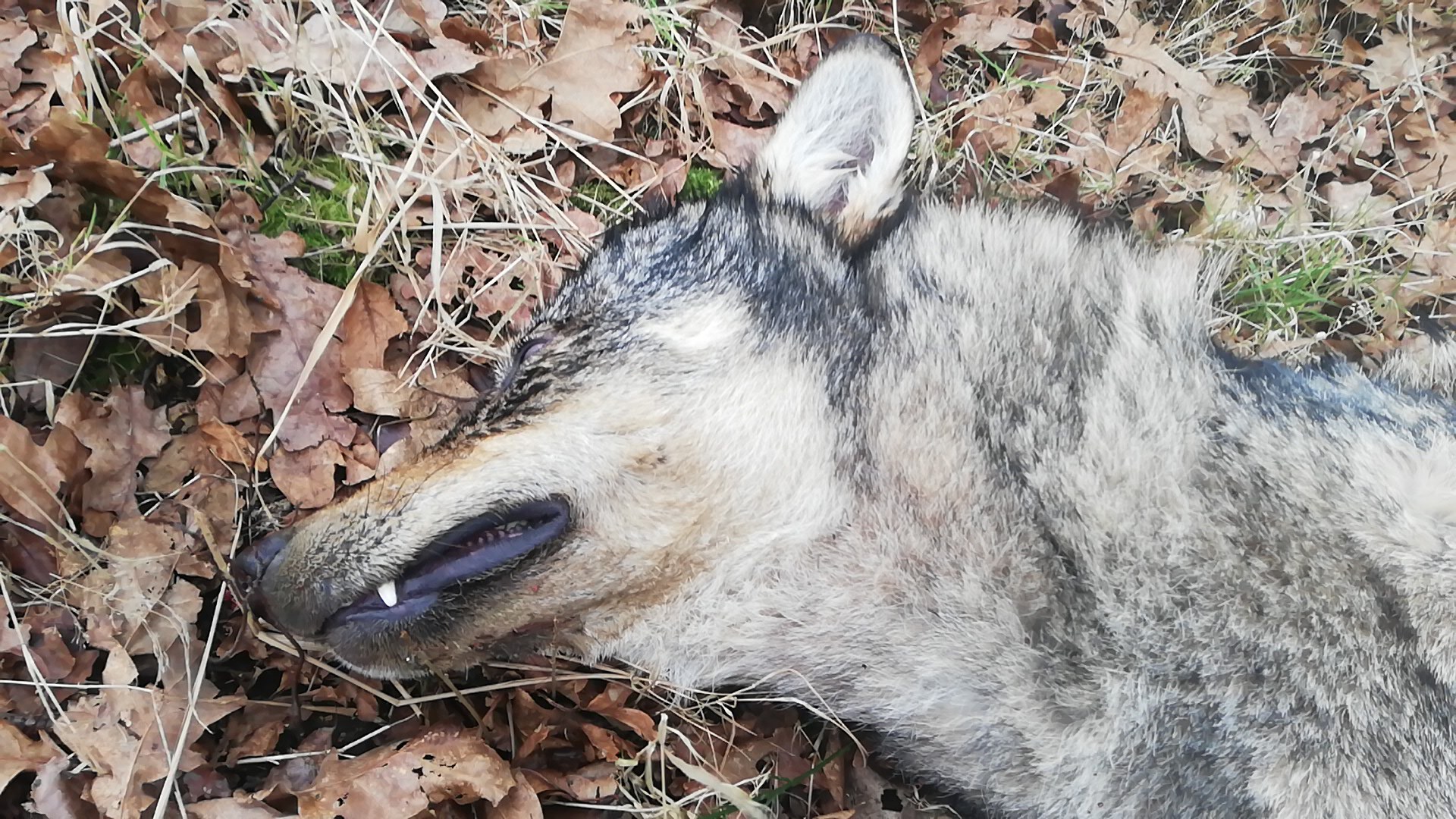 Wolf verdrinkt in Hasseltse Albertkanaal: ‘Mogelijk wolf die Limburgse ...