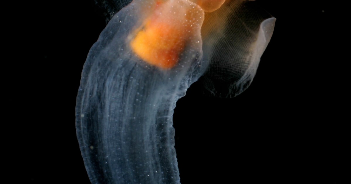 De piepkleine zeevlinder die oceanen voor verzuring behoedt, is aan het ...