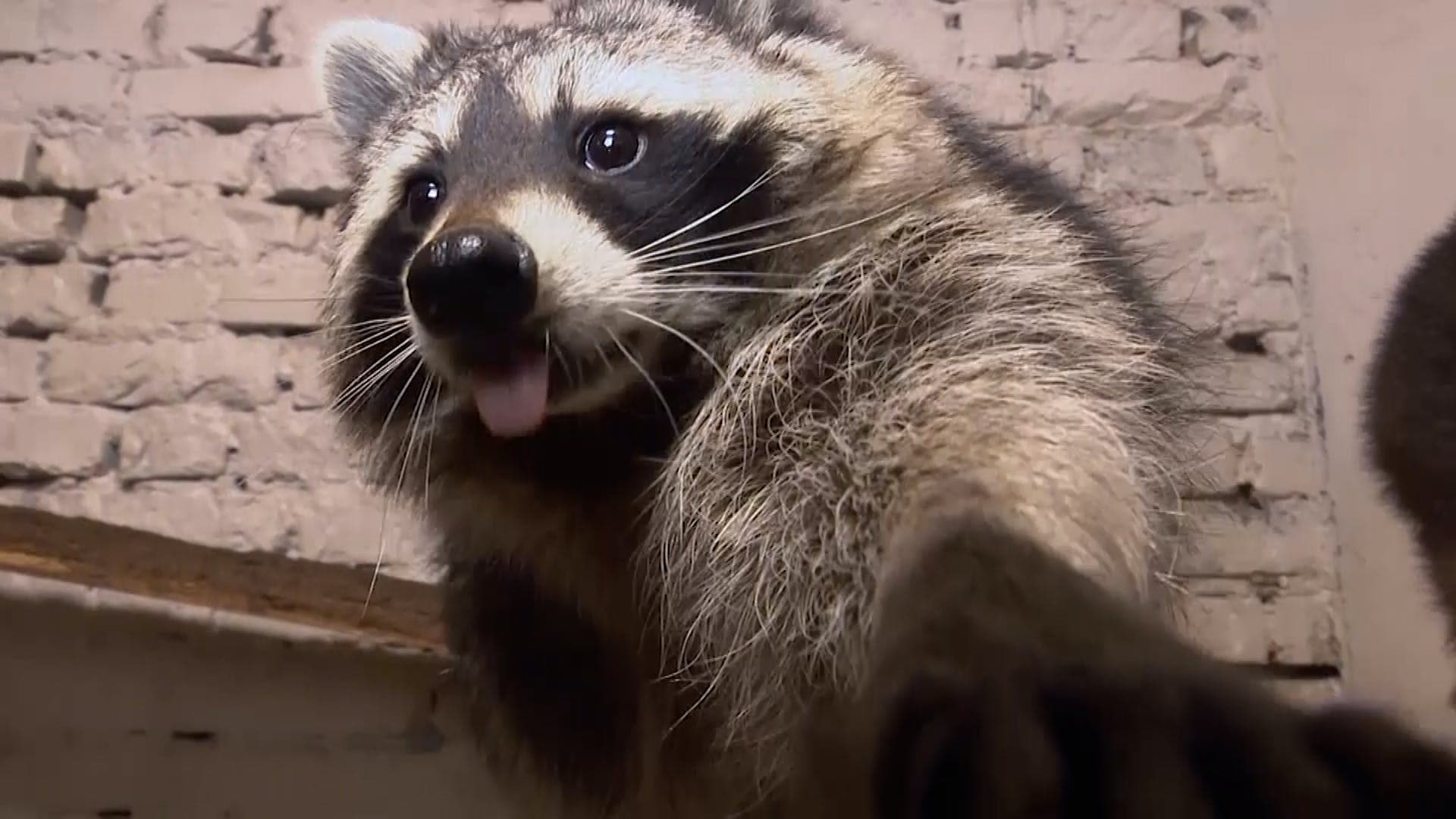 Wallonië gaat wasberenplaag te lijf met actieplan, maar uitroeiing niet ...