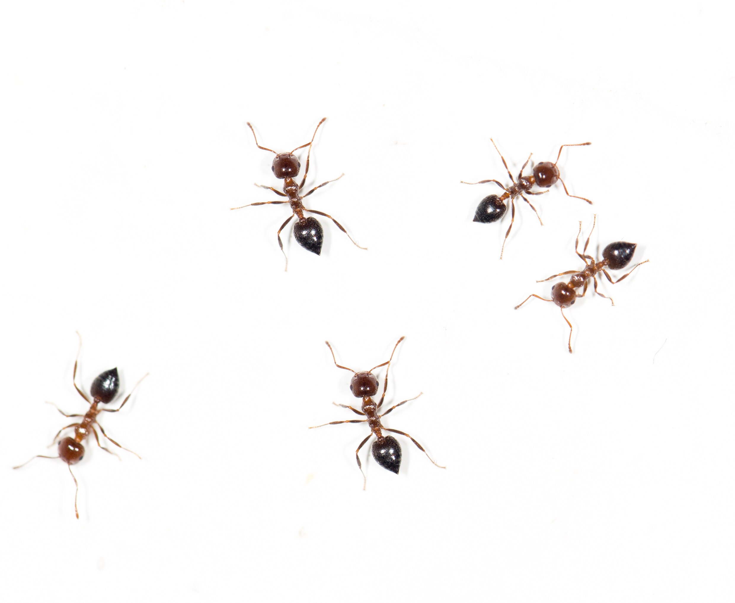 De tiny five spelen een grote rol in de natuur, en dit zijn ze | De Morgen