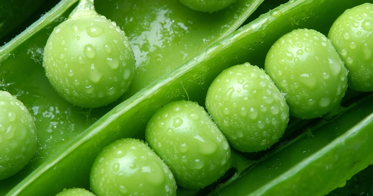 Hoe bang moeten we zijn voor diepgevroren erwtjes? | De Morgen