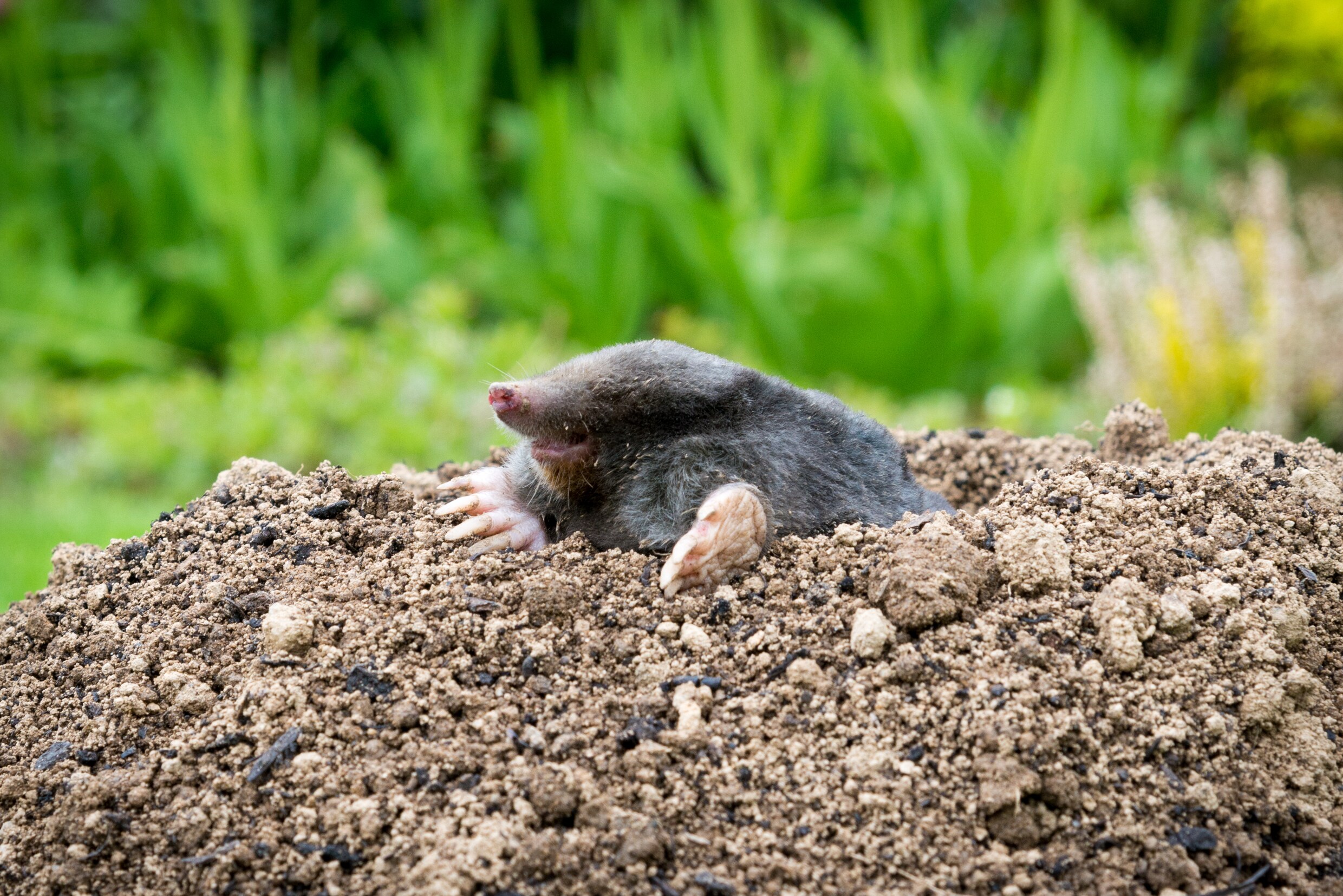 Er woont een mol in het park, in een eigen bedenksel van tunnels en ...