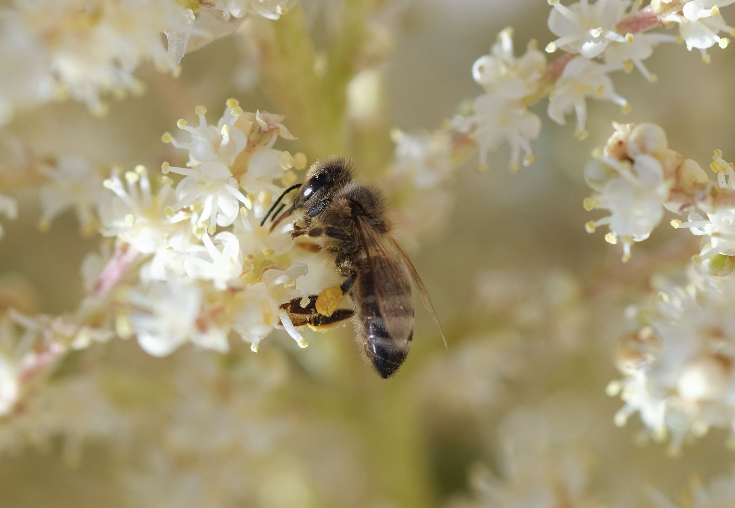 ‘Niet alle bijen maken gebruik van een bijenhotel’: met deze eenvoudige ...