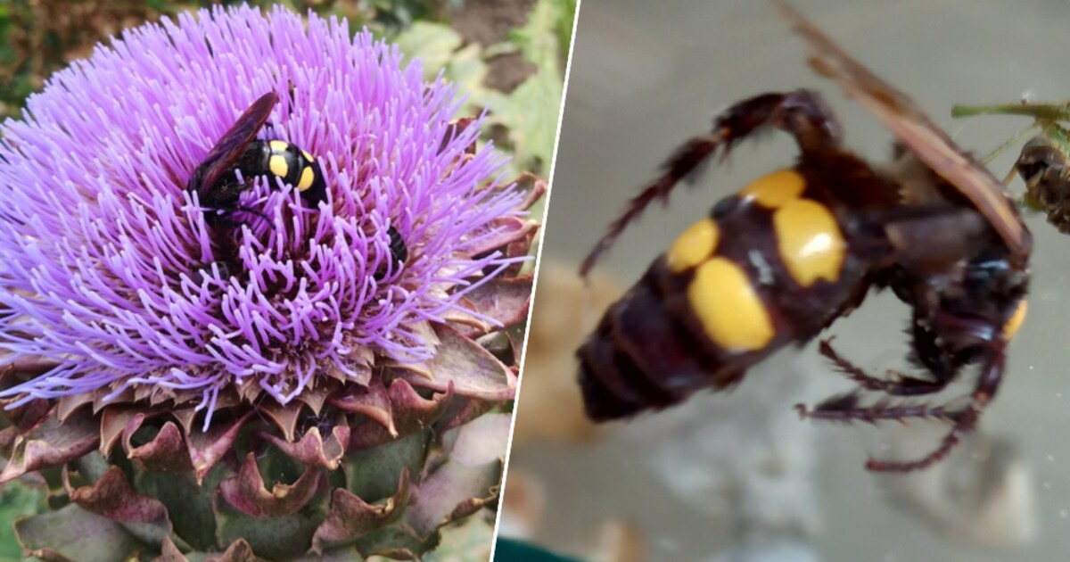 Grootste wesp van Europa waargenomen in België | De Morgen