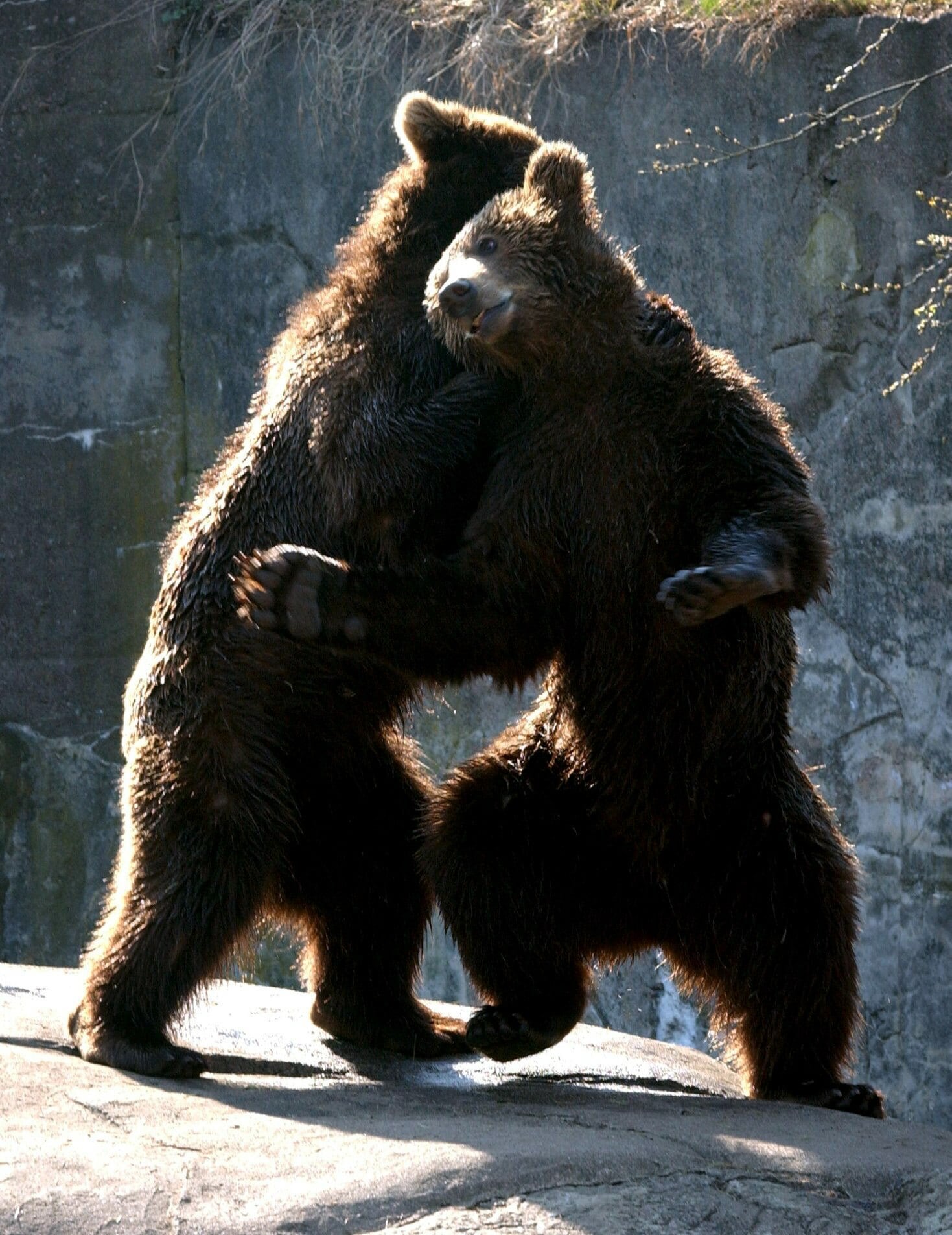 Pure trofeejacht: Zweden gaat bijna 500 bruine beren (laten) doden ...