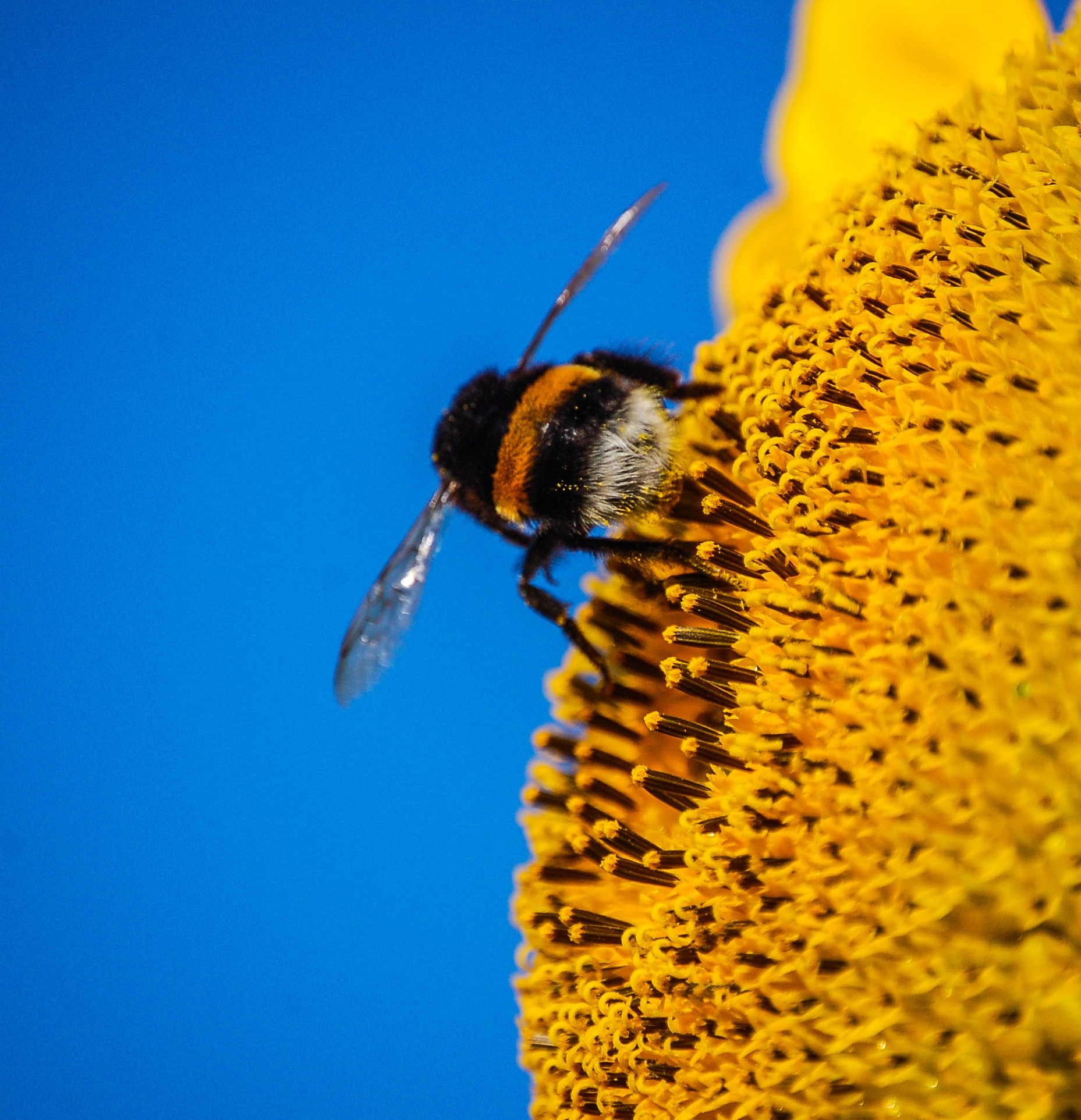 Voelen insecten dan toch pijn? | De Morgen