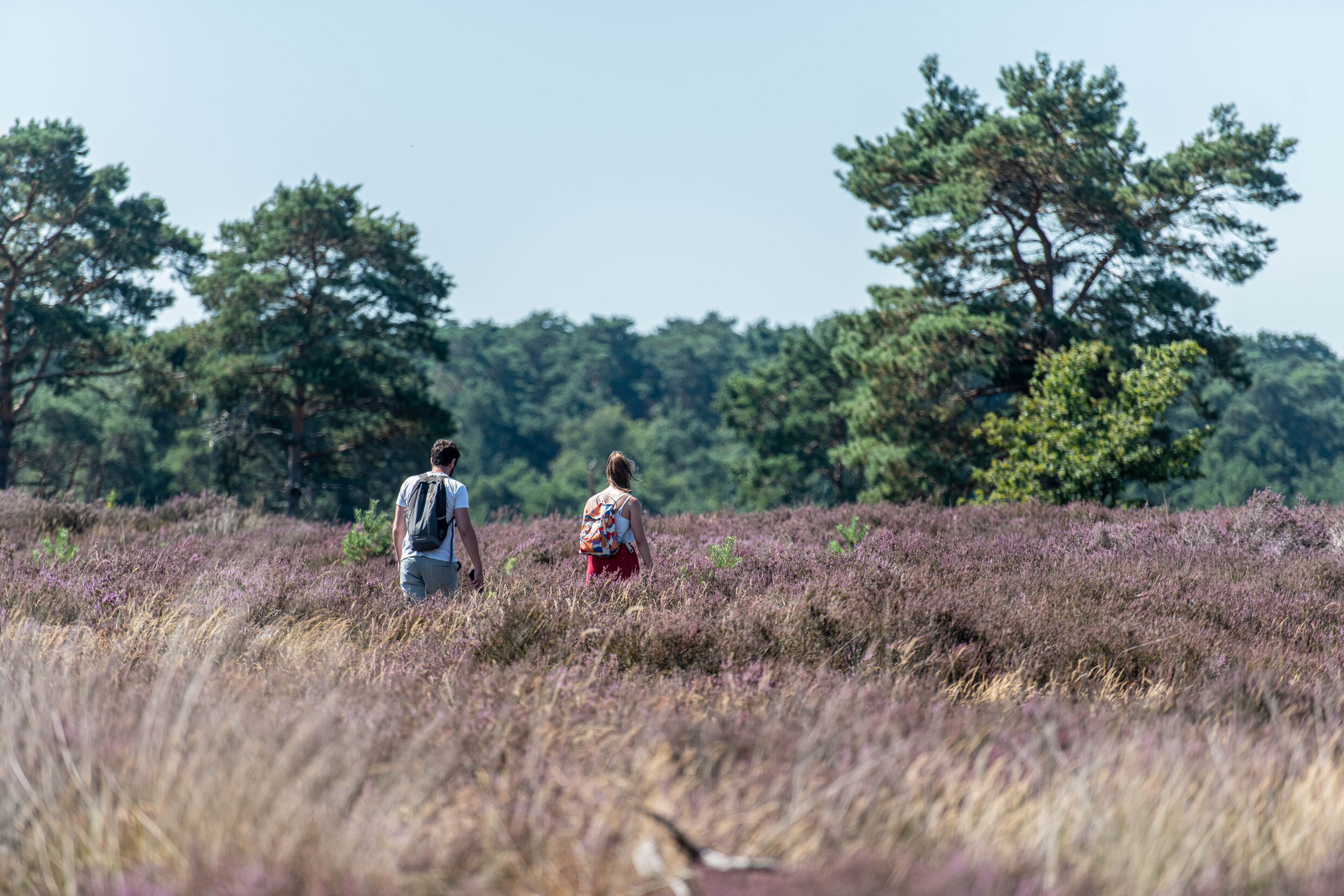 Minder stress, een lagere bloeddruk en goed voor je humeur: waarom ...