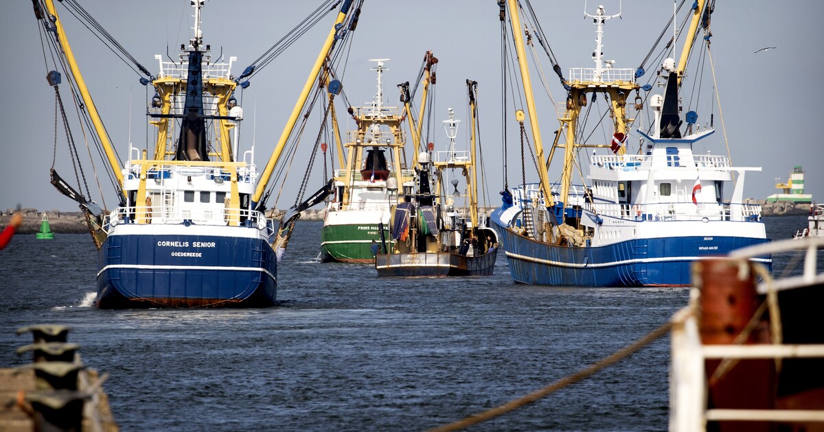 Regels voor visvangst worden strenger. Duurzaam vissen, kan dat wel? | De Morgen