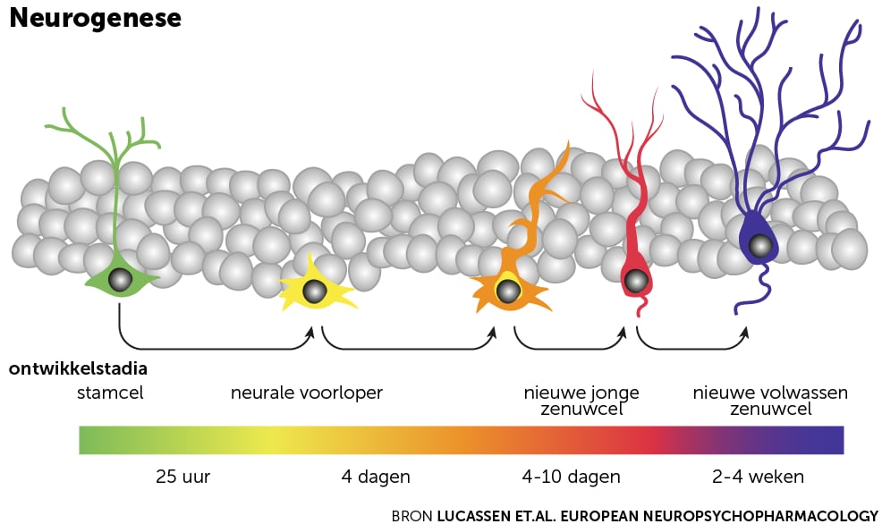 Felle strijd in alzheimeronderzoek: maakt het volwassen brein nu wel of ...