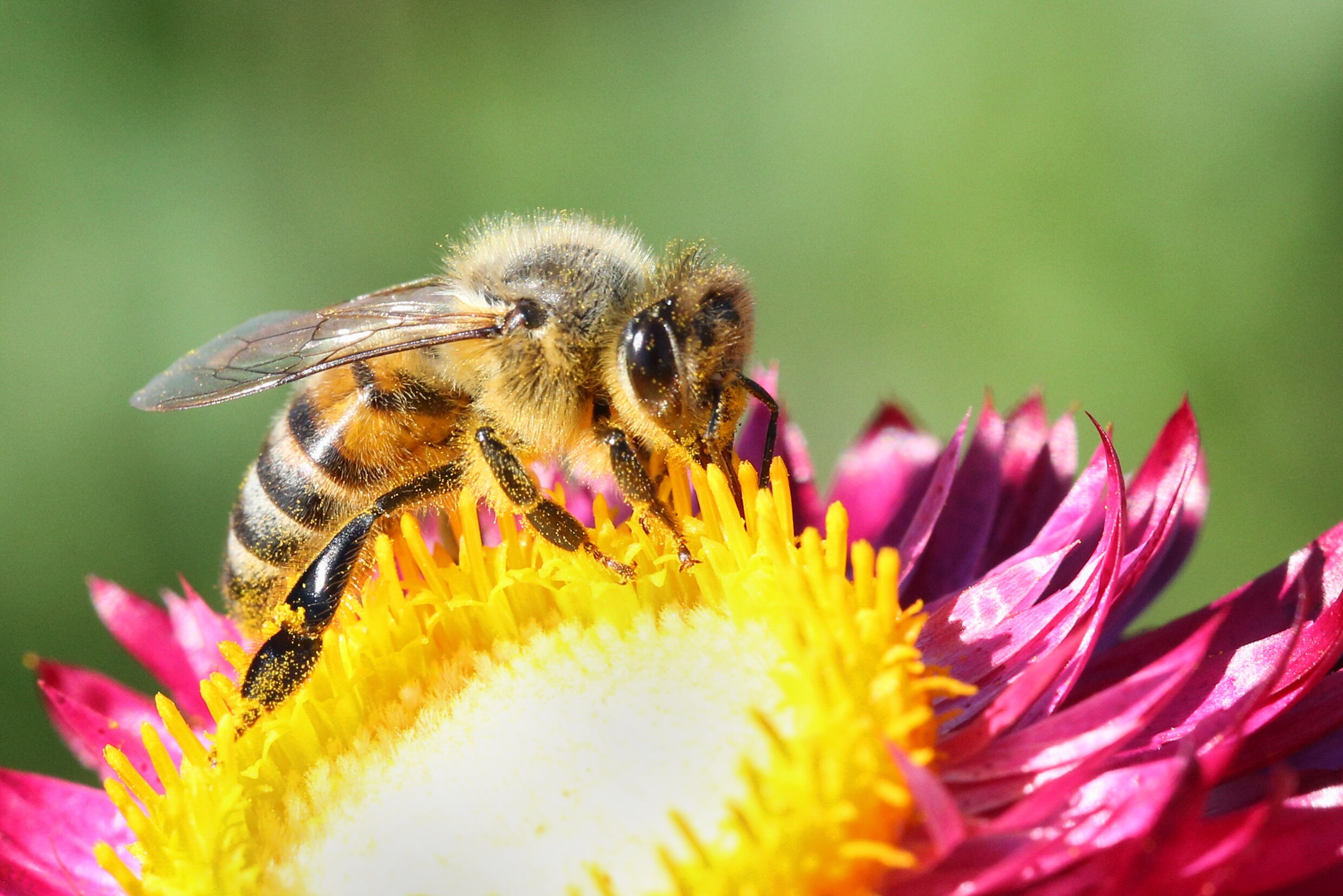 Ook bijen trappen graag een balletje | De Morgen