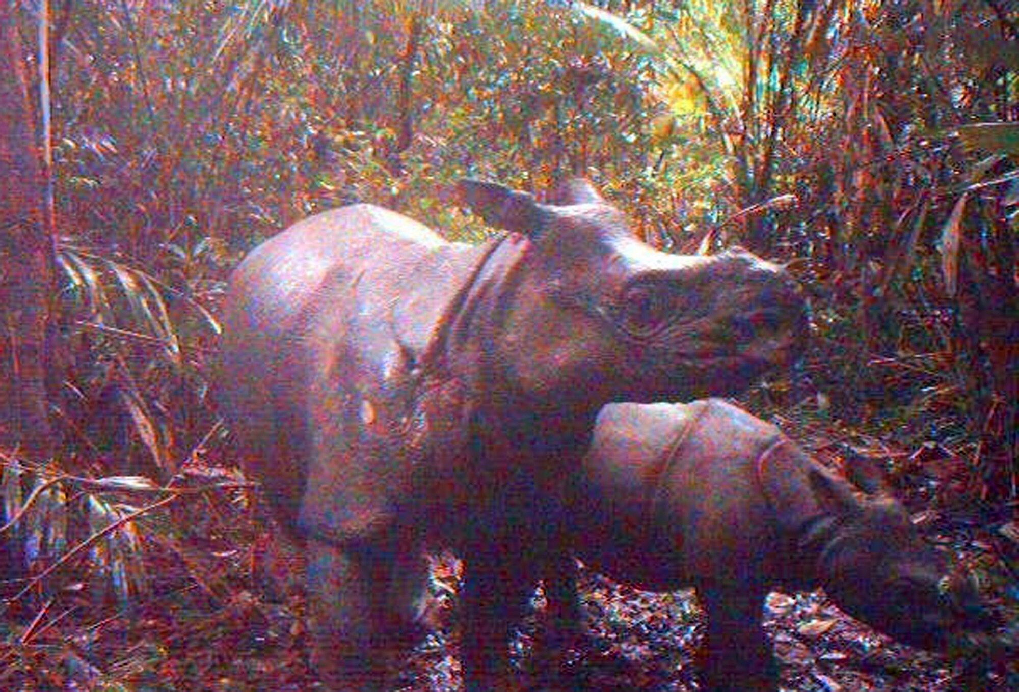 Drie baby's van zeldzaamste neushoornsoort ter wereld gefilmd in Indonesië | De Morgen