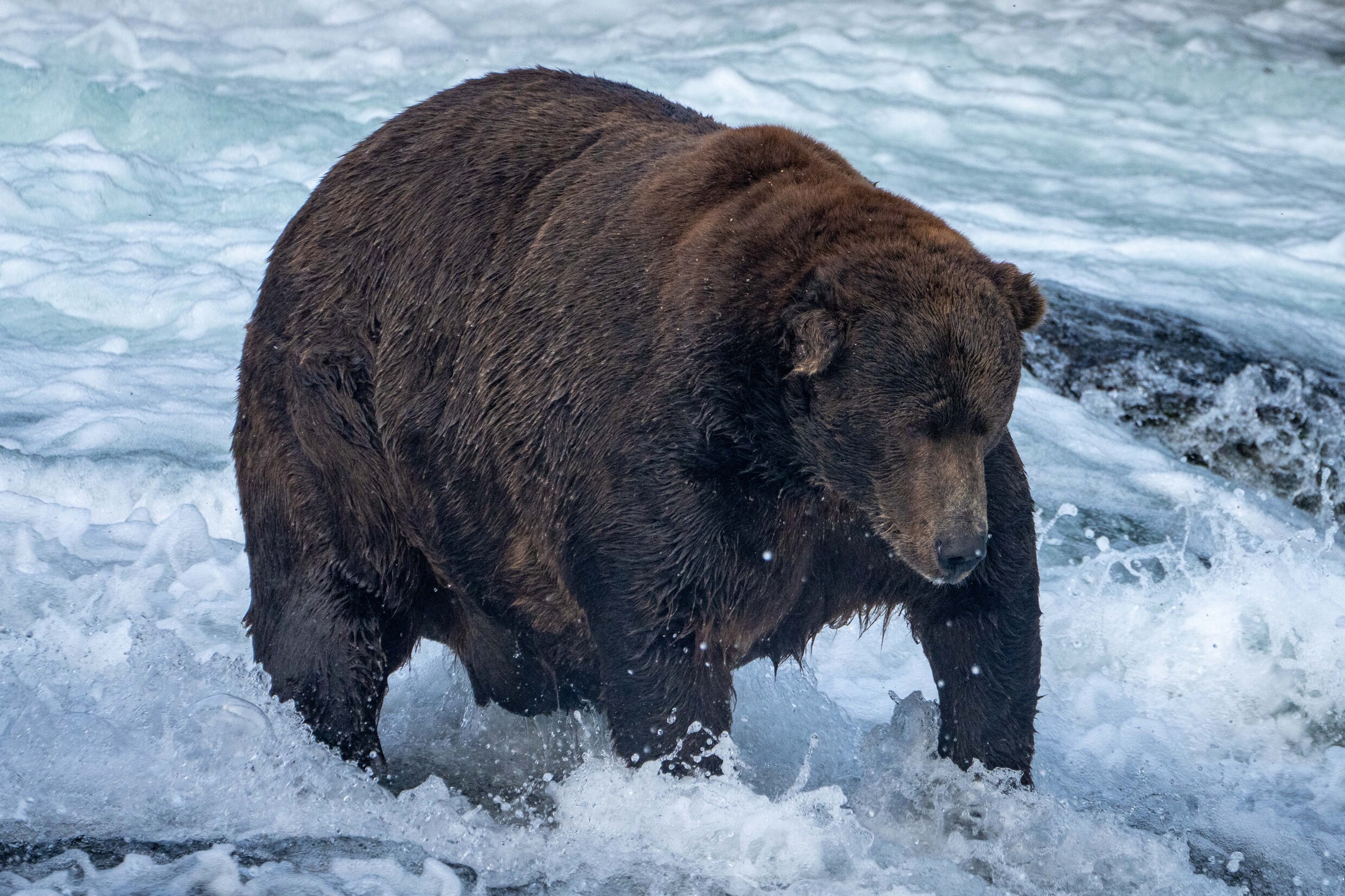 ‘Bear Force One’ opnieuw verkozen tot ‘dikste beer’ van Alaska | De Morgen