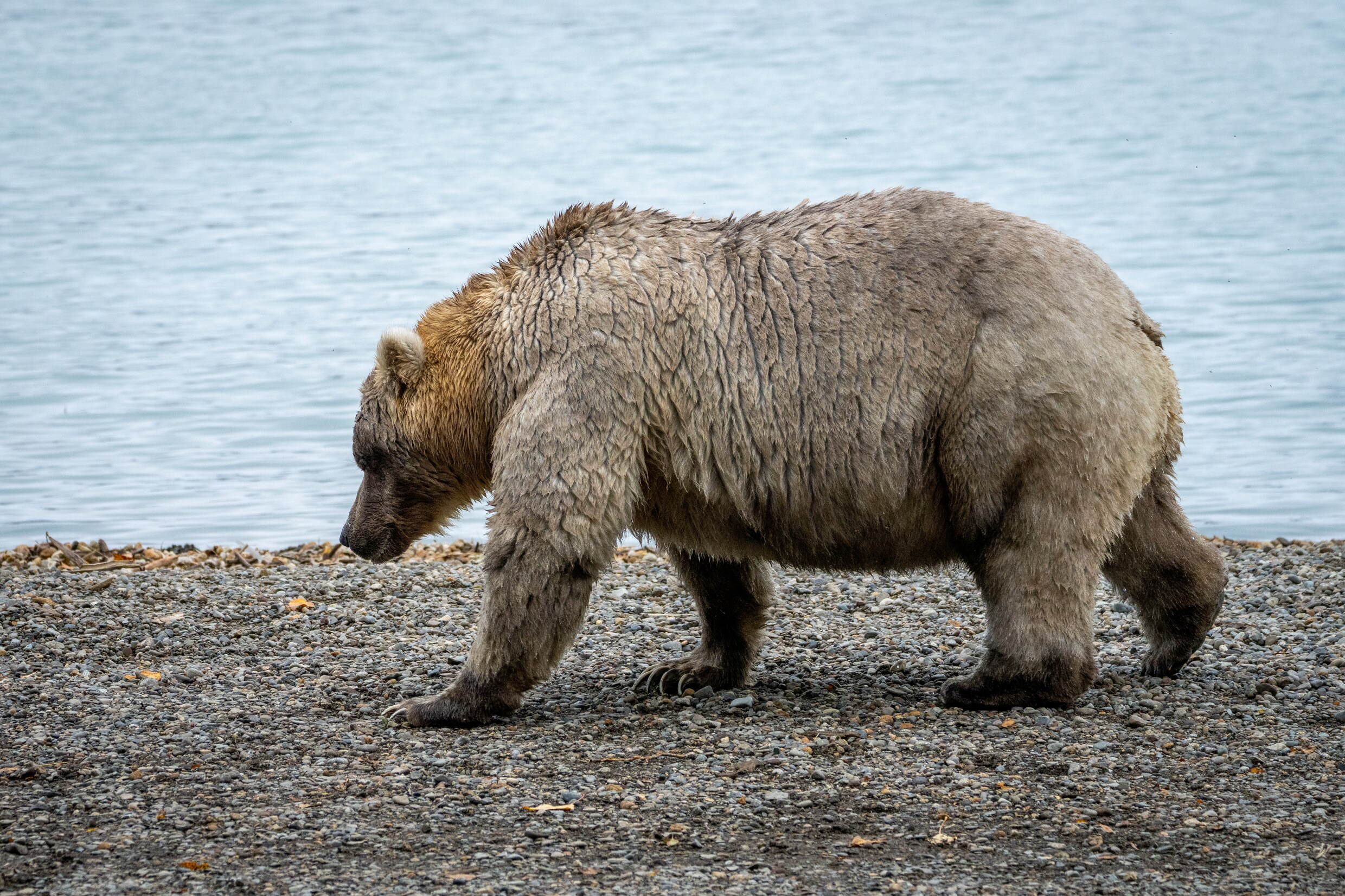 In Fat Bear Week is overdaad de weg naar succes: Alaska gaat op zoek ...