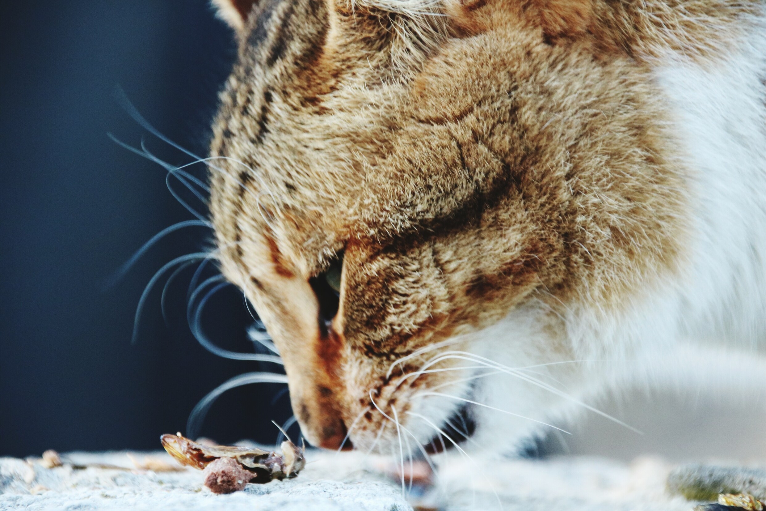 Krekels en wormen voor Minoes, is dat wel een goed idee? | De Morgen