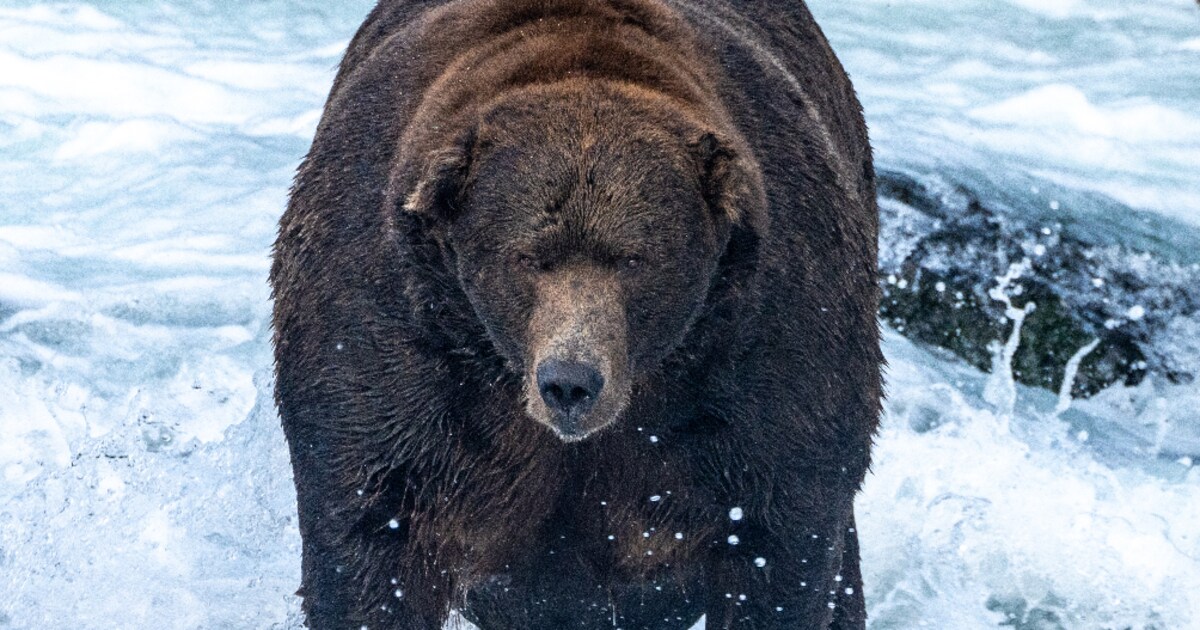 ‘Bear Force One’ opnieuw verkozen tot ‘dikste beer’ van Alaska | De Morgen