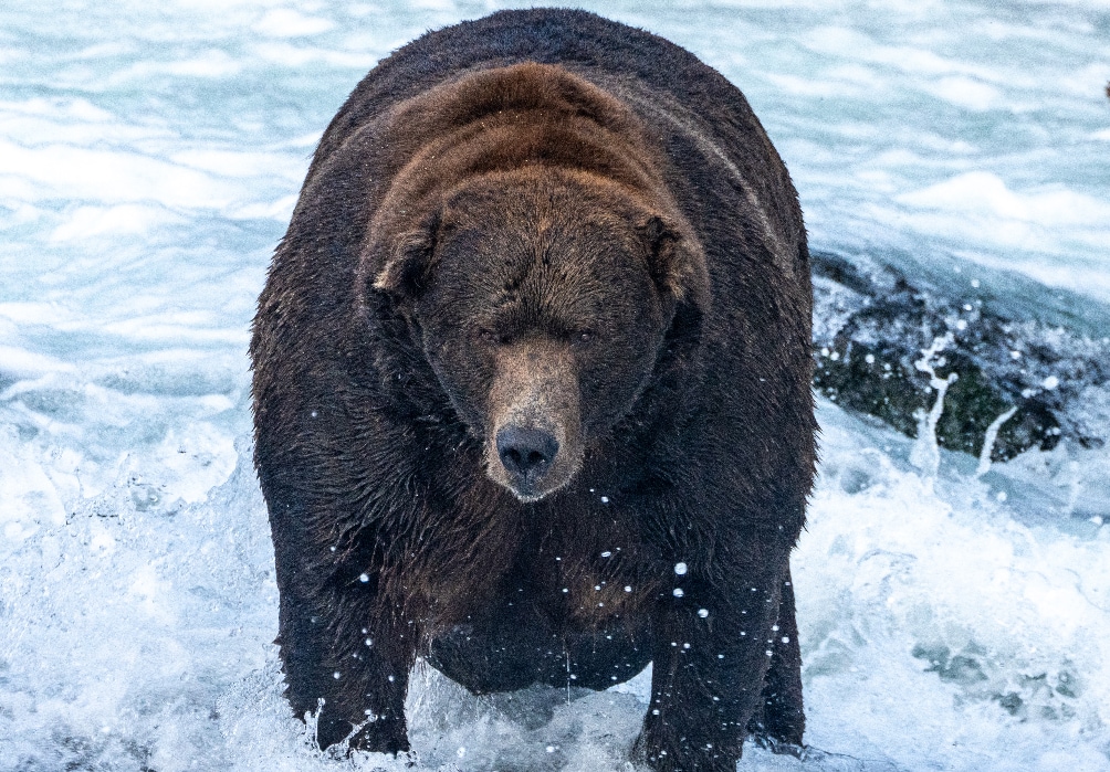 ‘Bear Force One’ opnieuw verkozen tot ‘dikste beer’ van Alaska | De Morgen