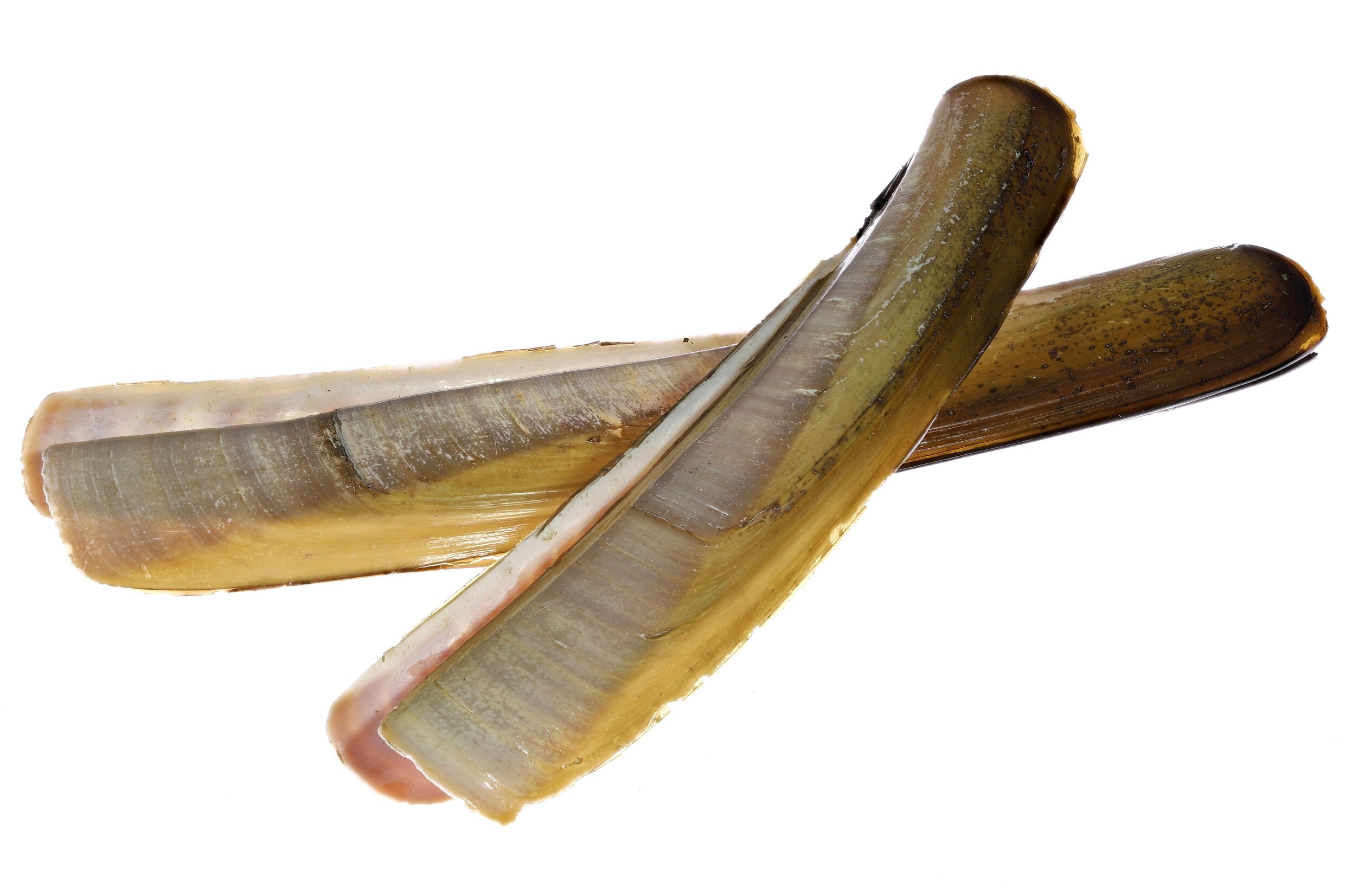 Je kent ze vanop het strand en ze zijn verbazend lekker: scheermessen | De Morgen