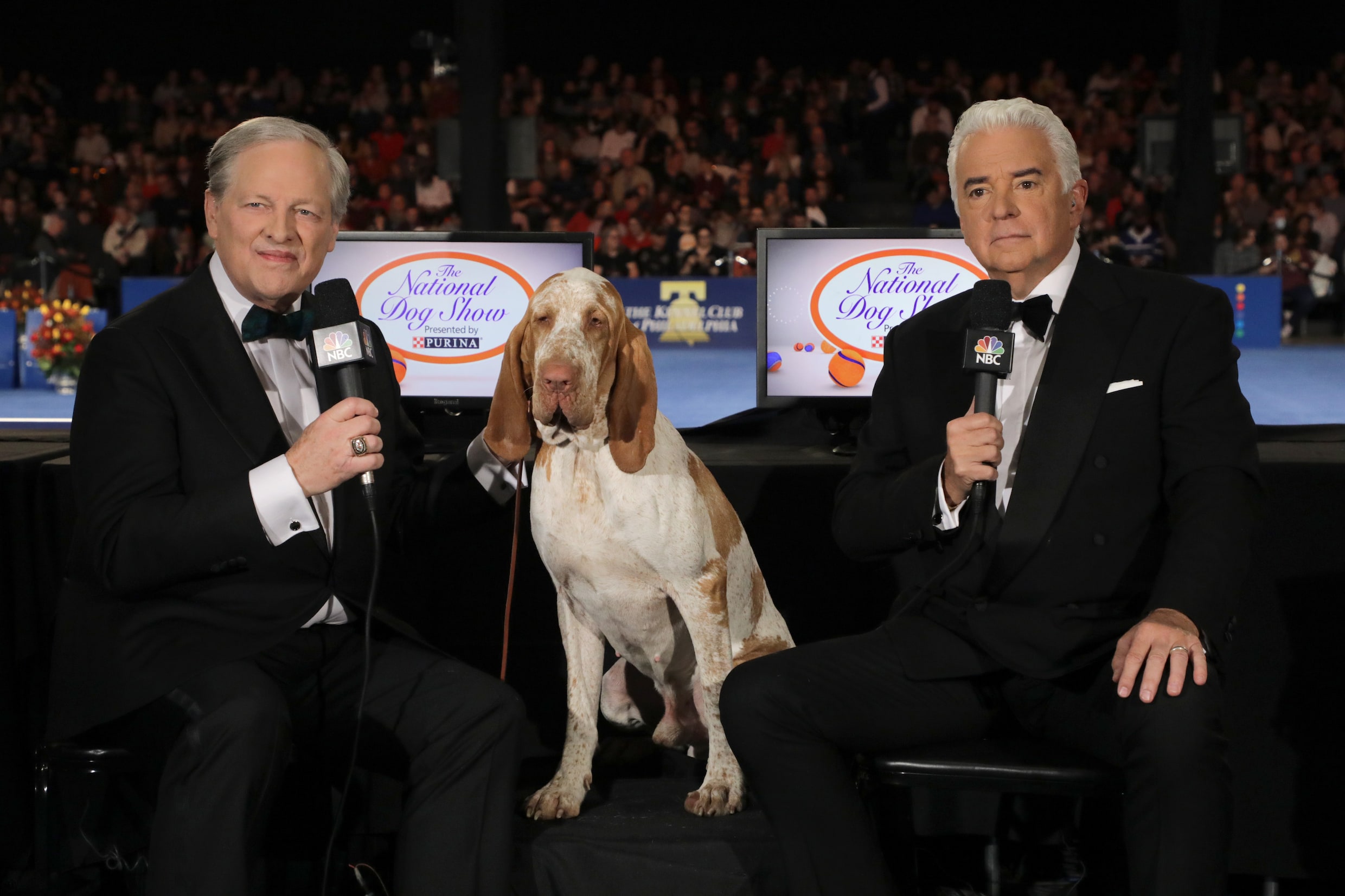 Who let the dogs out? | De Morgen