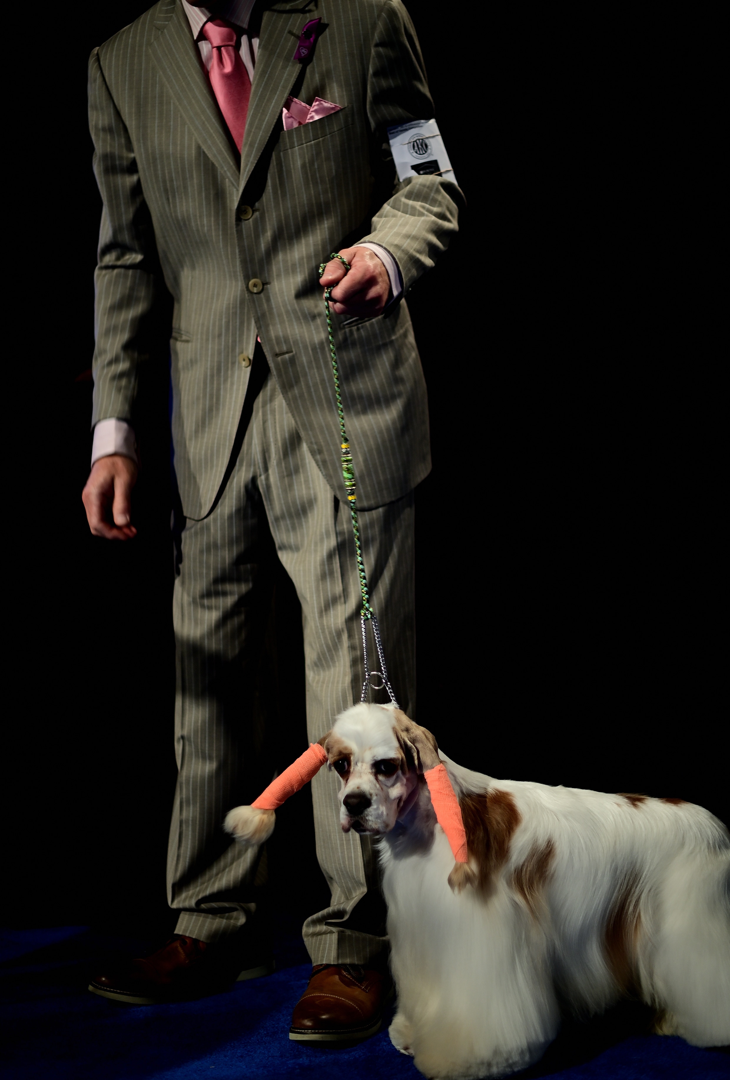 Who let the dogs out? | De Morgen