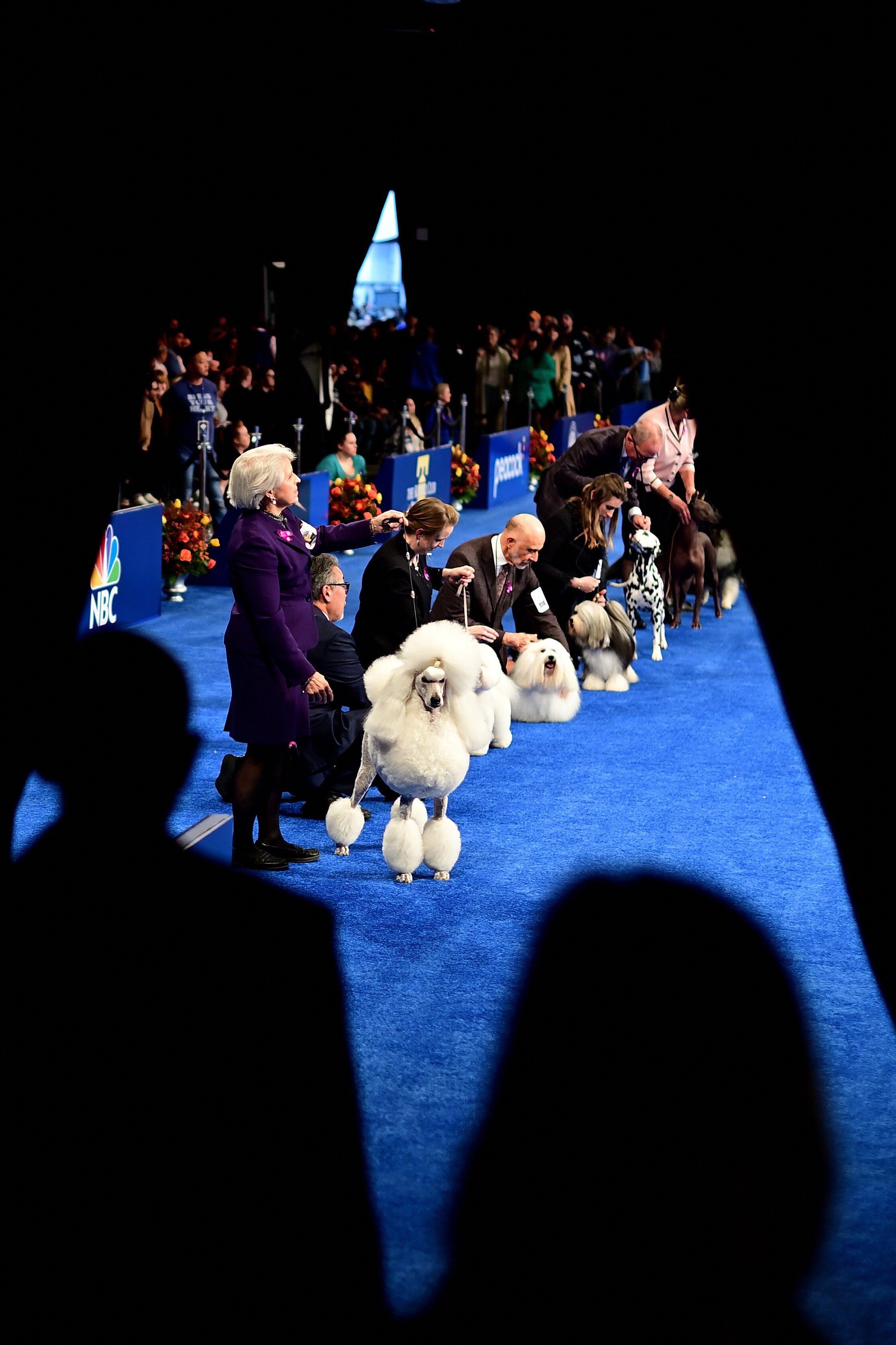 Who let the dogs out? | De Morgen