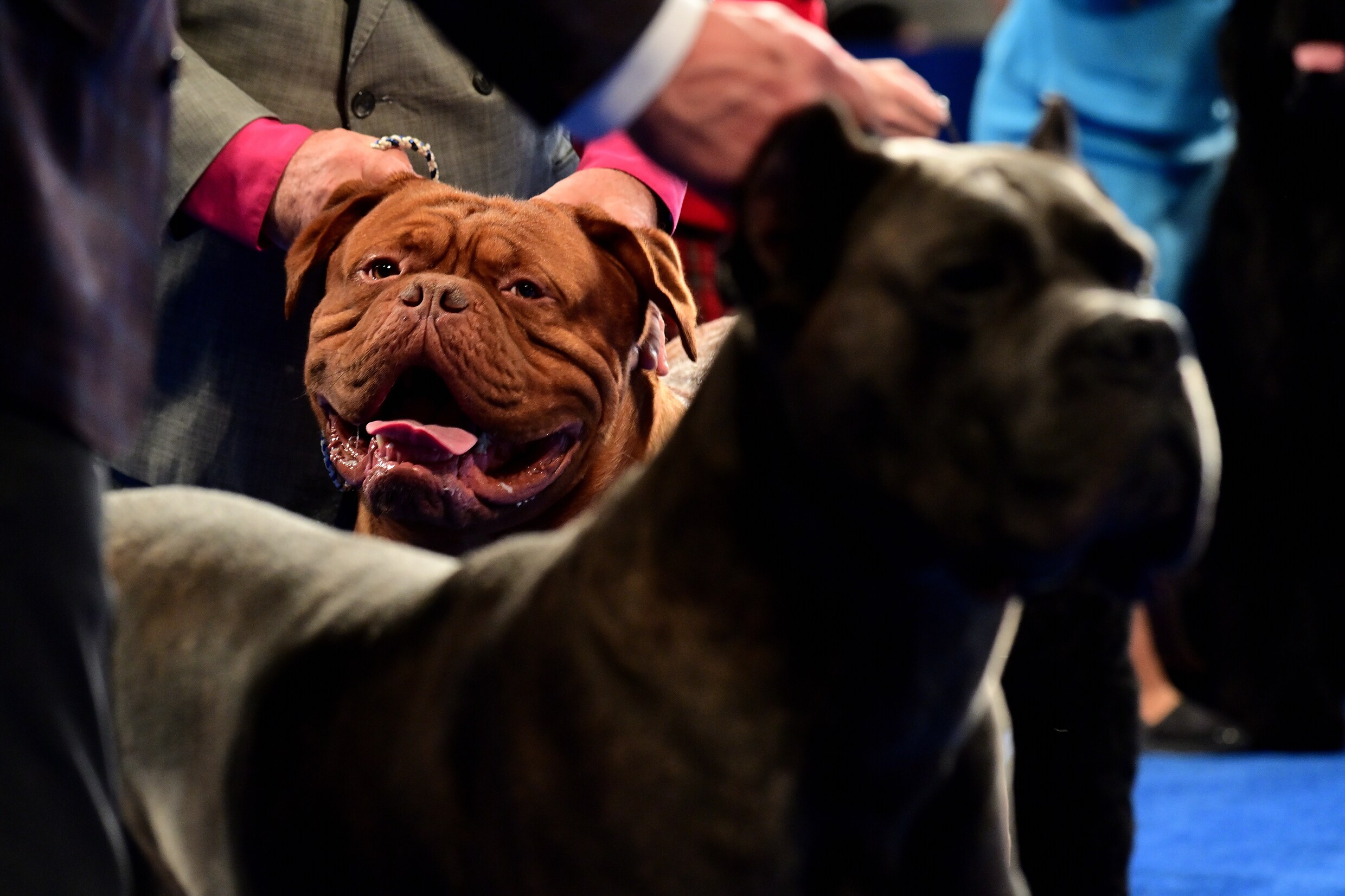 Who let the dogs out? | De Morgen