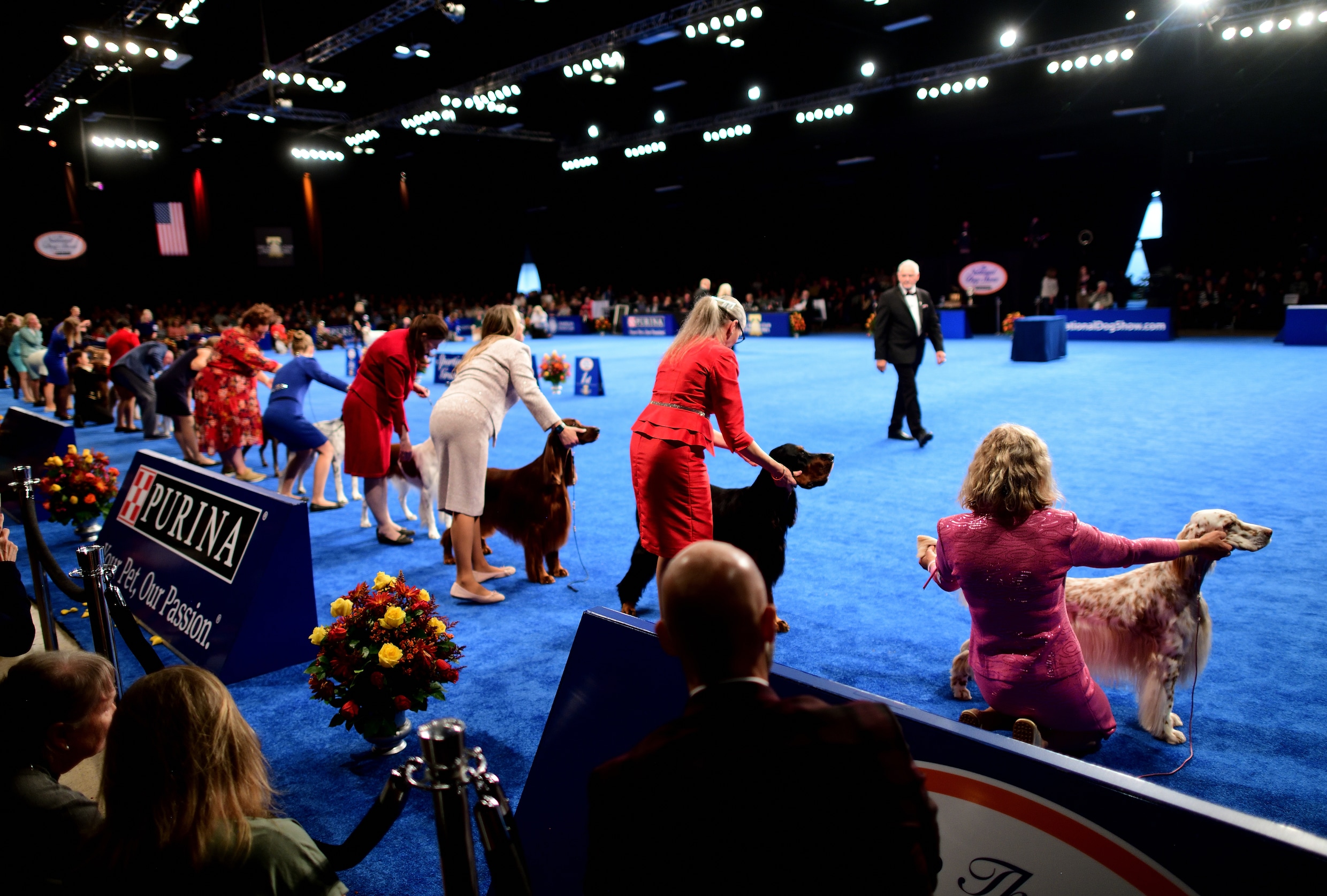 Who let the dogs out? | De Morgen