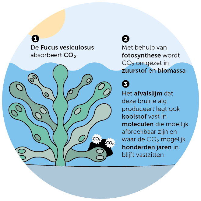 Zijn zeewiervelden de nieuwe klimaathelden? | De Morgen