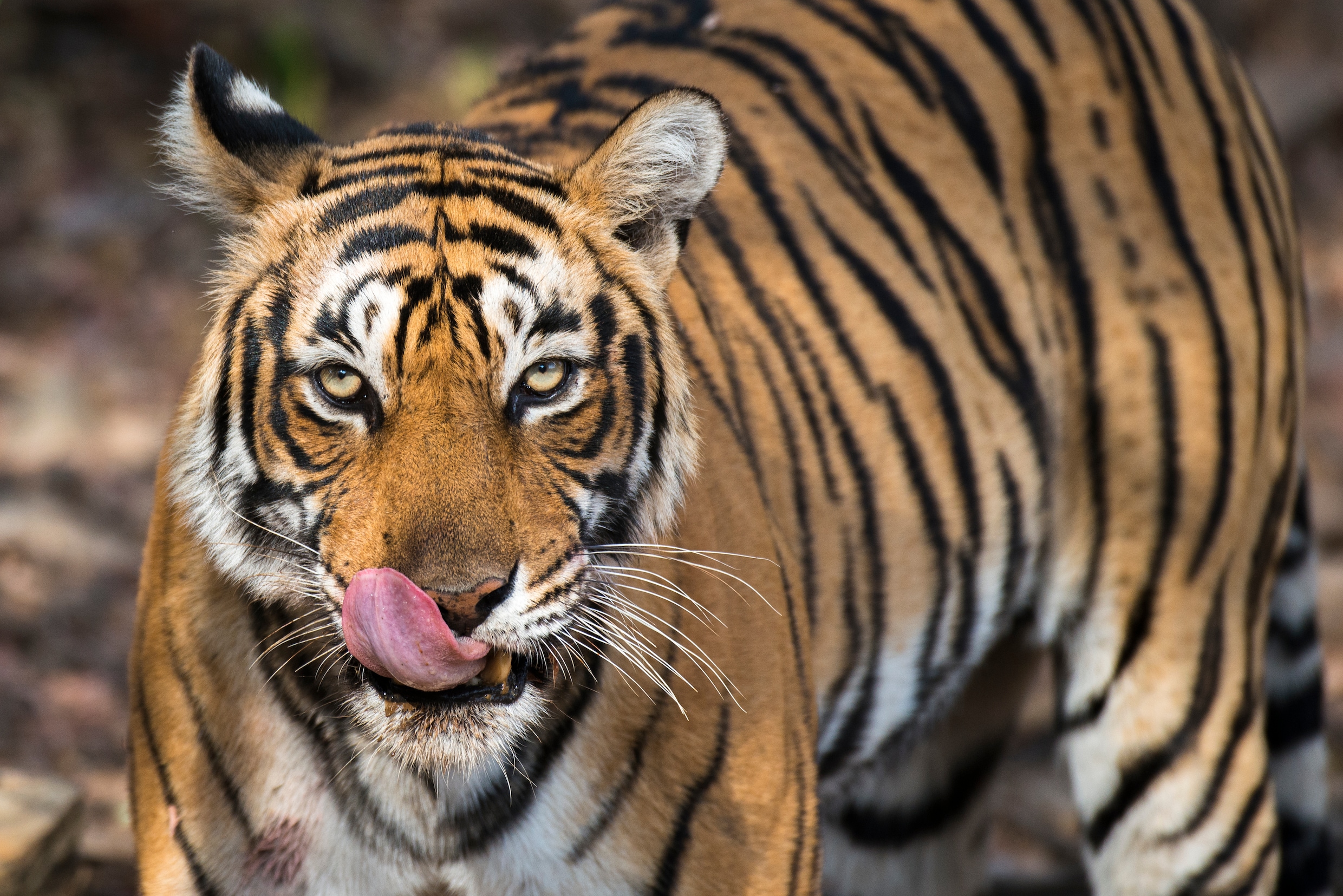 De comeback van de tijger in Nepal heeft een prijs: mensenlevens | De ...