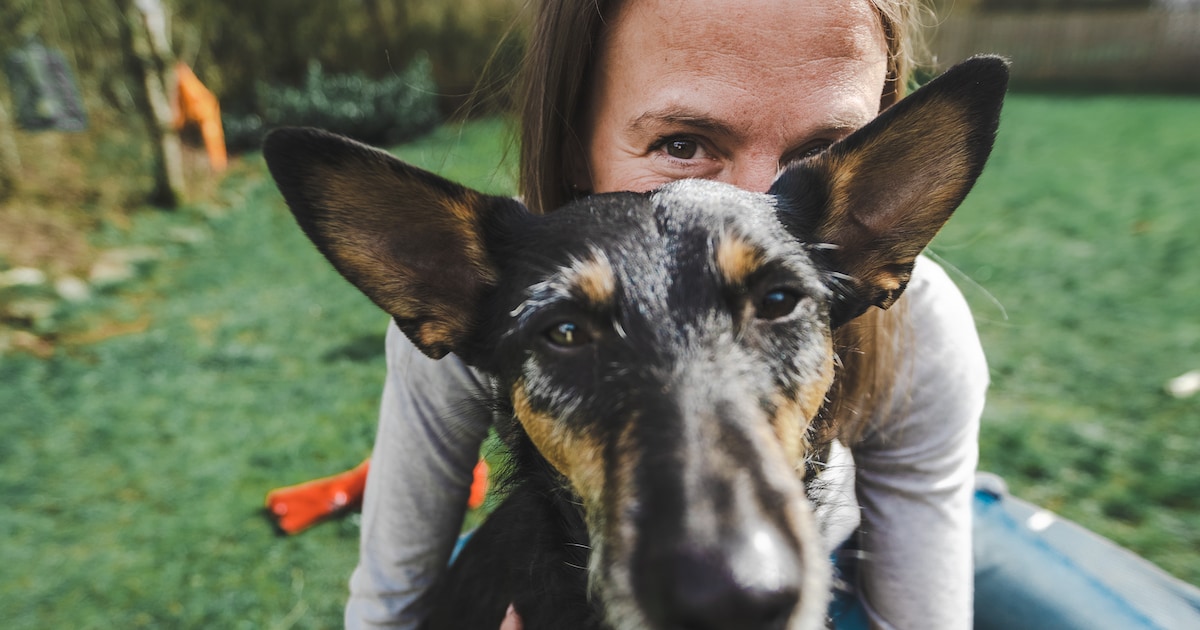 Hoe Boef van ‘harige driftkop’ stilaan richting ‘gelukkige gezinshond ...