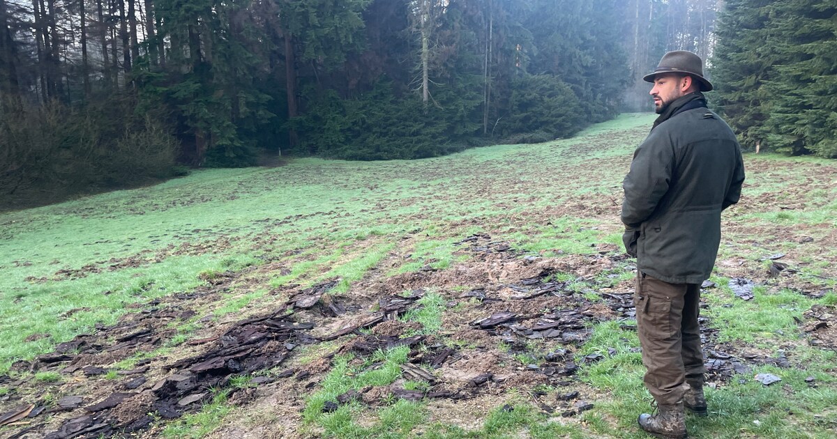 Op pad met de boswachter die everzwijnen doorgrondt: ‘Het is hier geen ...