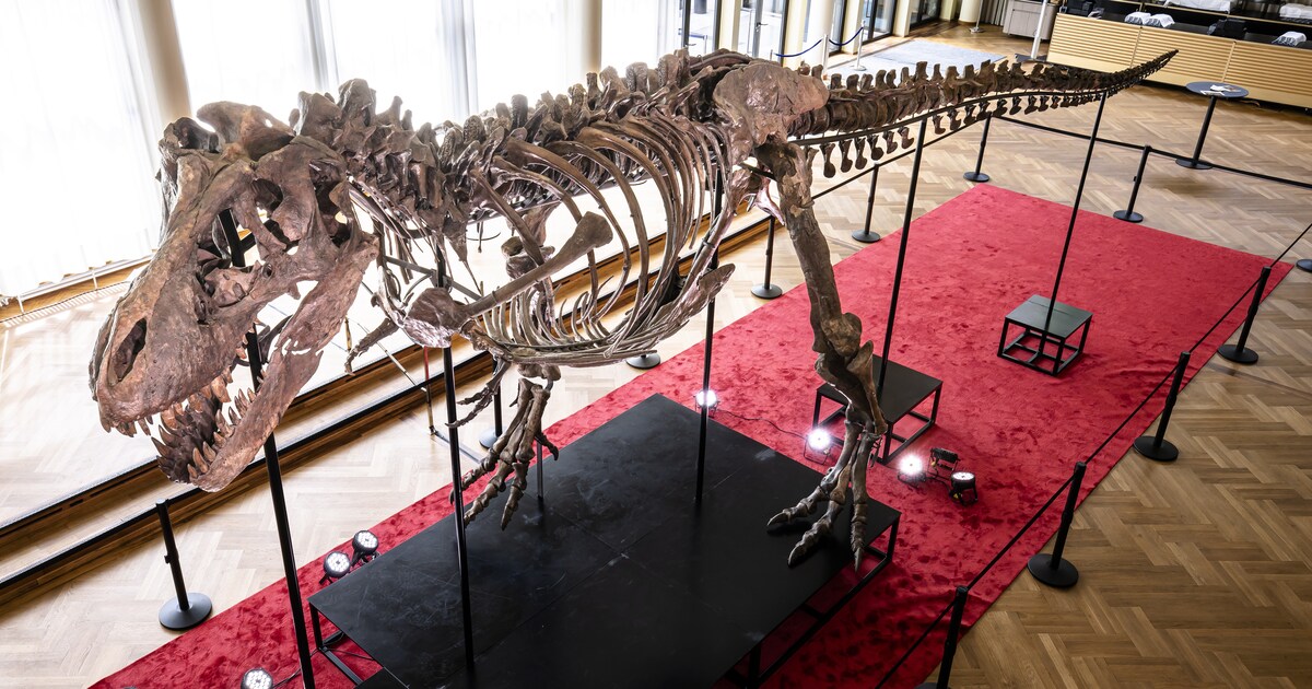 Te koop tegen elk aannemelijk bod: een heuse T. rex | De Morgen