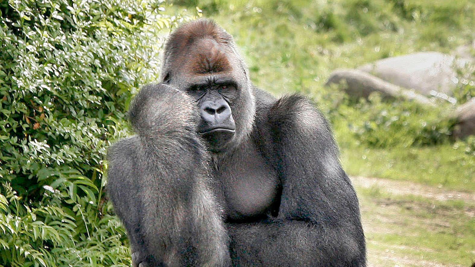 Bokito (1996-2023), wereldberoemd na ontsnapping en mishandeling, werd ‘perfecte ambassadeur ...