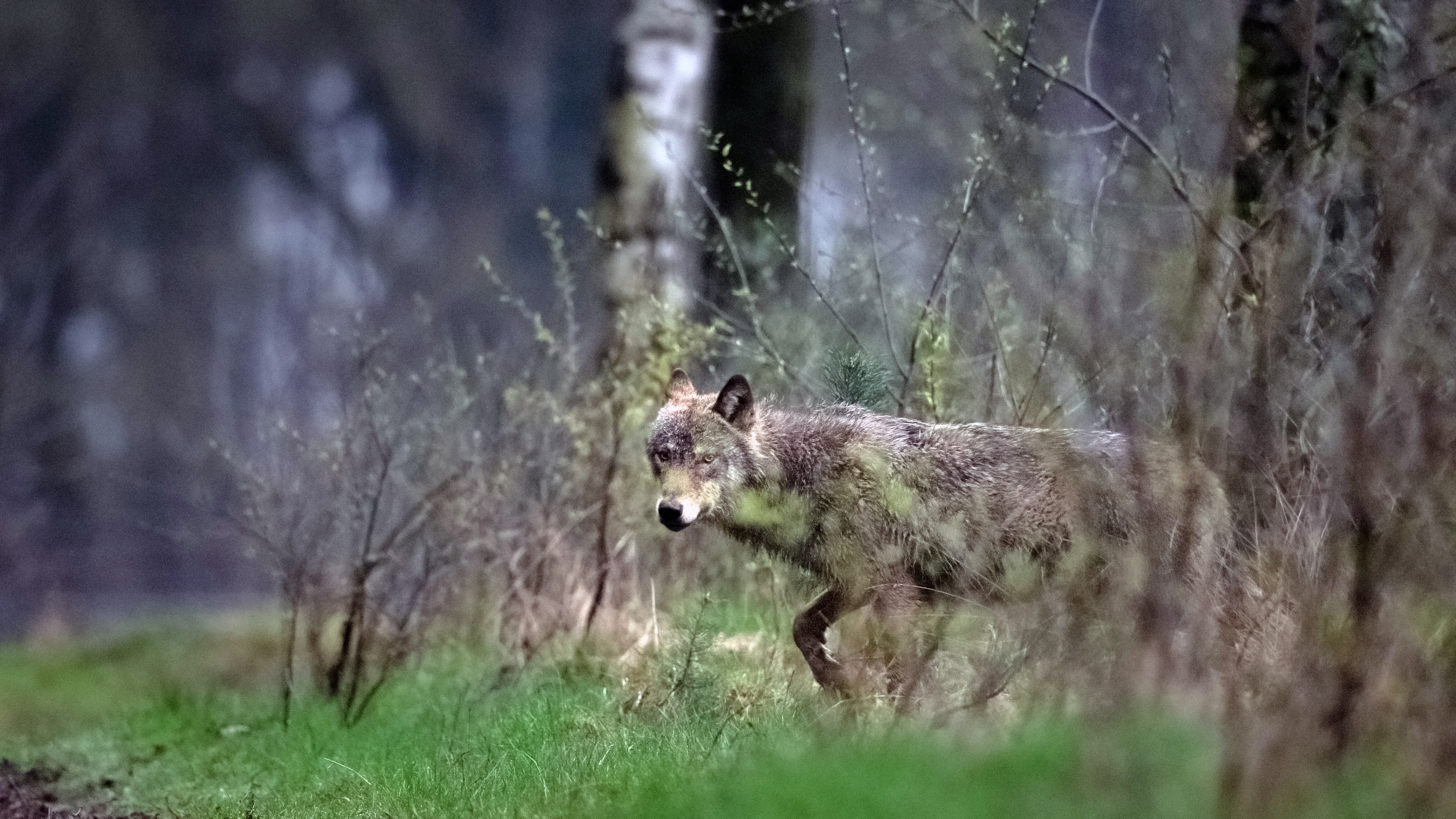 Wolf August doodgereden in Limburg: ‘Niet makkelijk voor Noëlla om ...