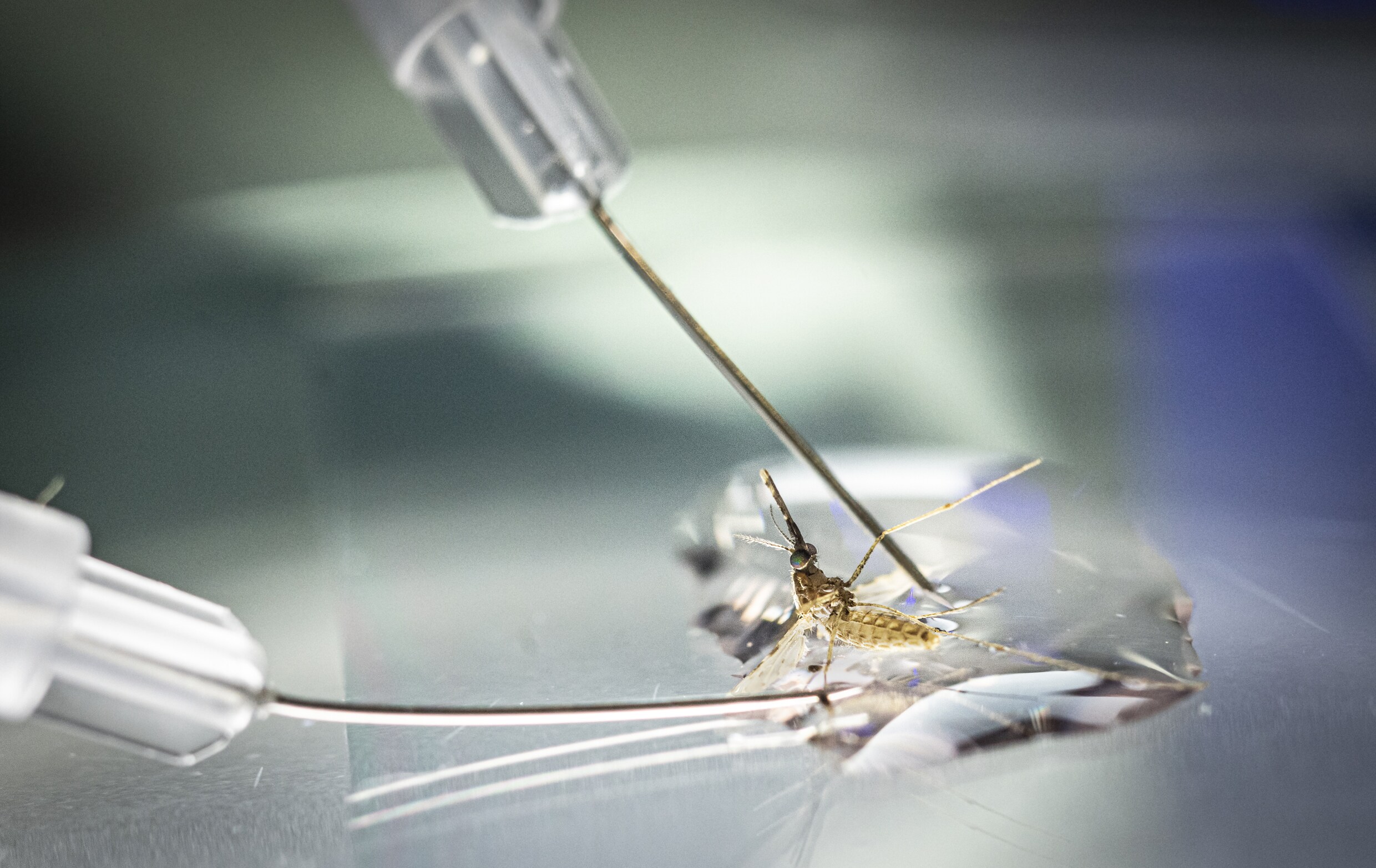 Eindelijk een vaccin dat malaria een serieuze slag kan toebrengen? Dit ...