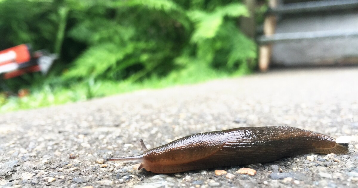 Slakken doden met korrels? Nee, met wat creatieve trucs jaag je ze ...