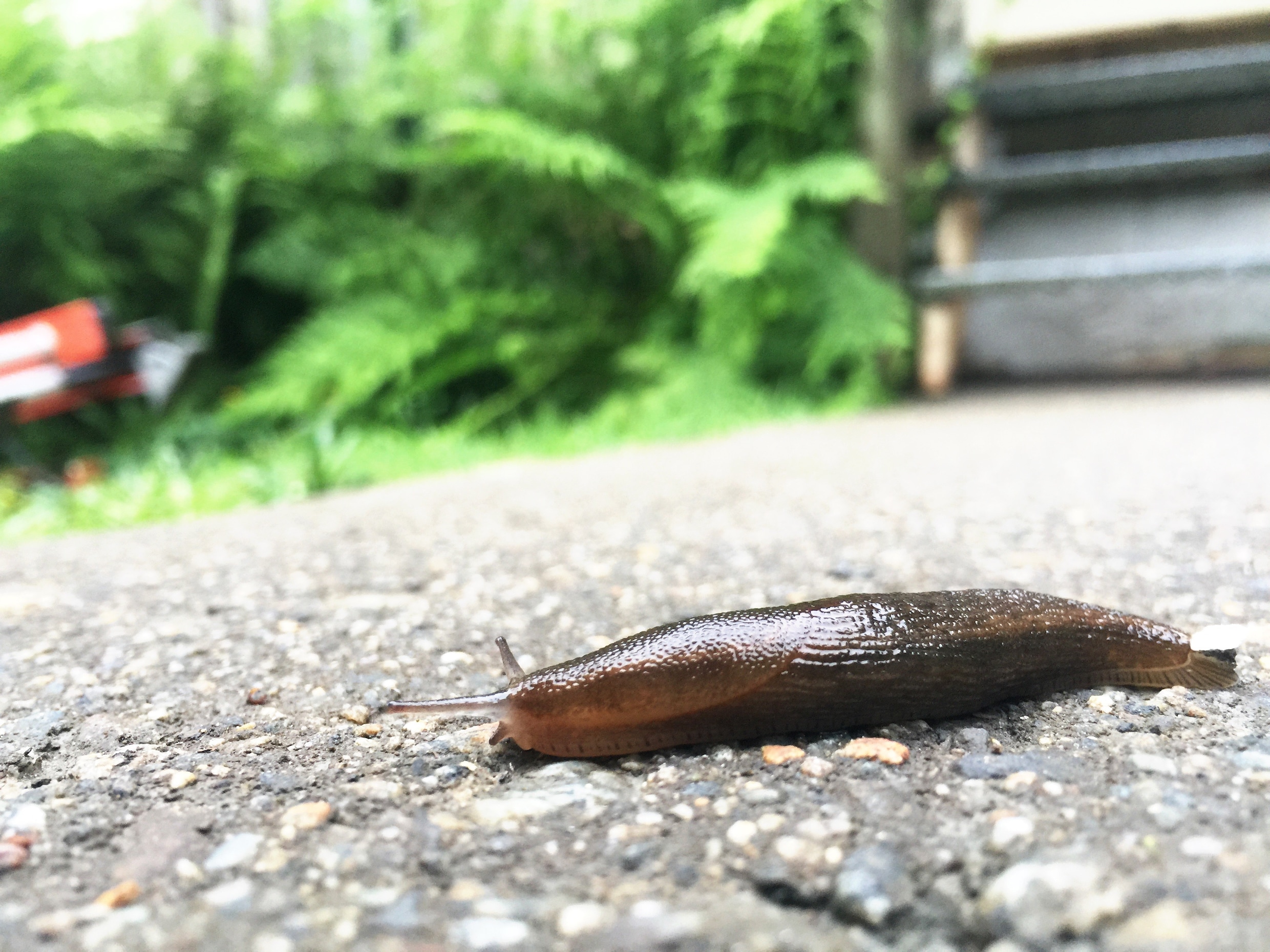 Slakken doden met korrels? Nee, met wat creatieve trucs jaag je ze ...