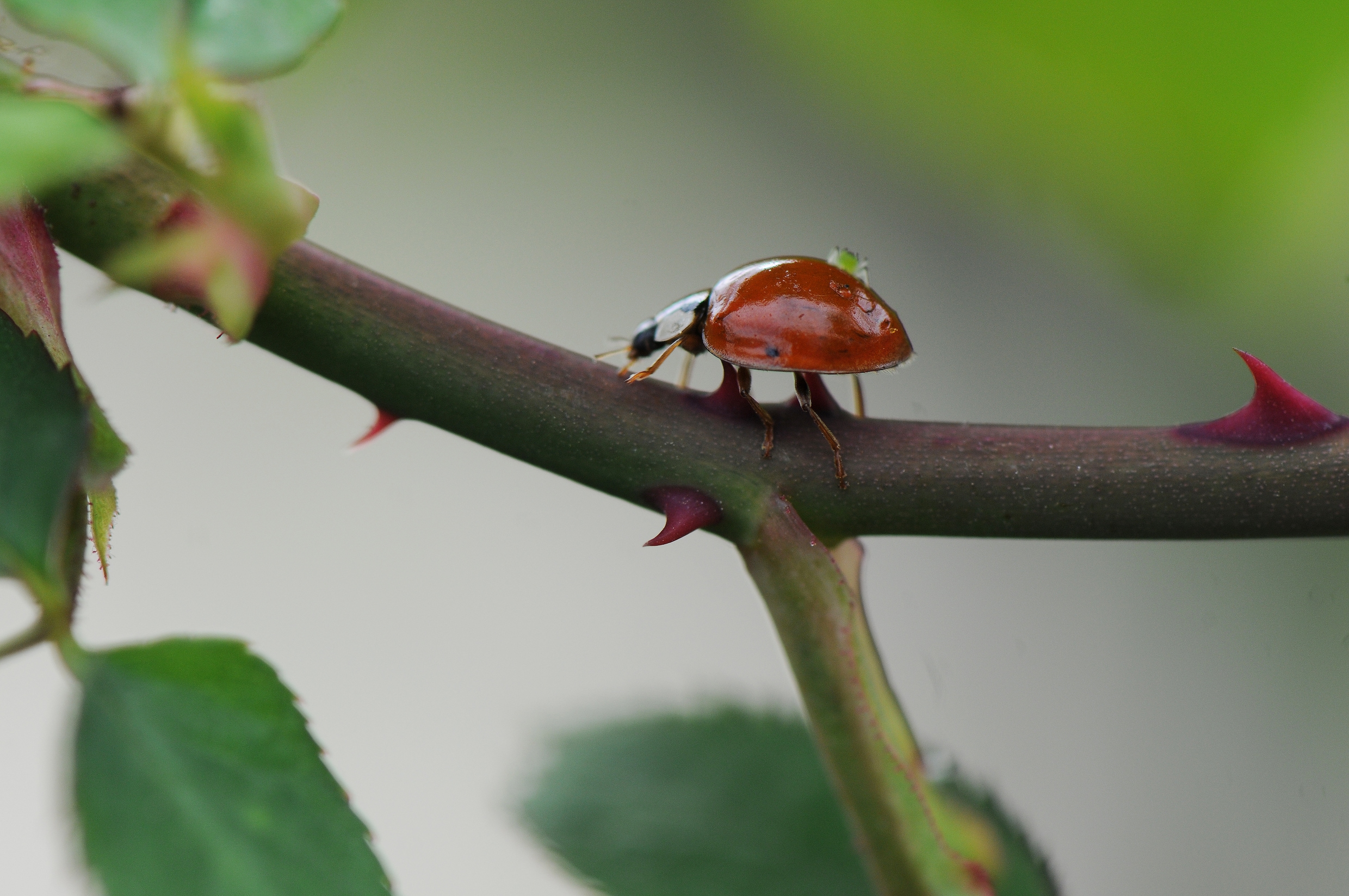 Na de milde winter: krijgen we straks een insectenplaag? ‘We kunnen wel ...