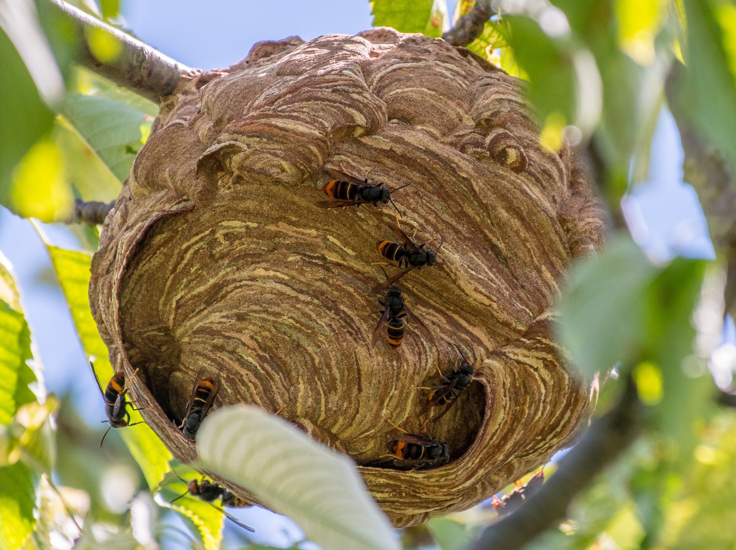 Deze periode is cruciaal voor de bestrijding van de Aziatische hoornaar ...