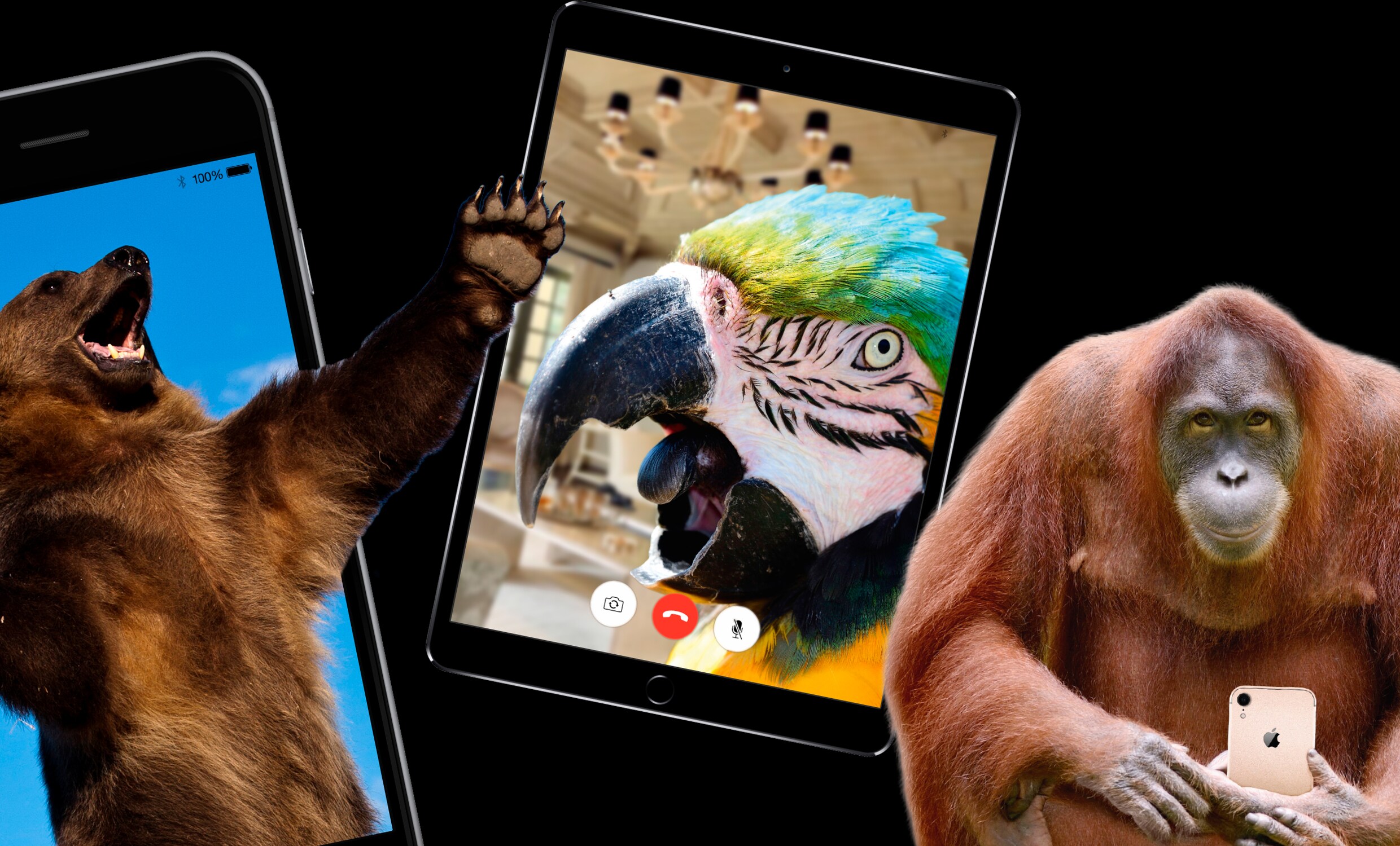 Ook het dierenrijk digitaliseert: varkens gamen, papegaaien videobellen ...