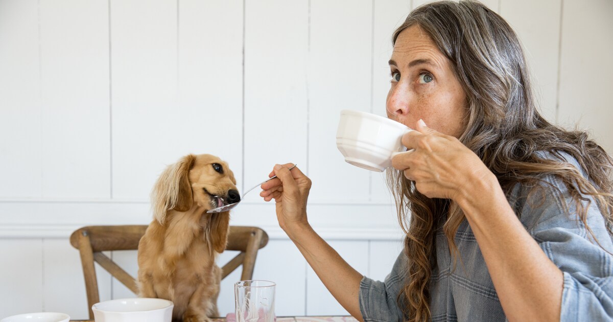 Hoe gezond is een hond voor zijn baasje? | De Morgen