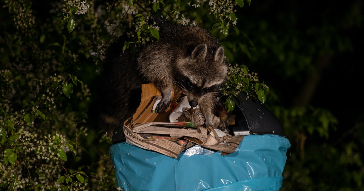 In Wallonië een verloren zaak, maar Vlaanderen wil komaf maken met de ...