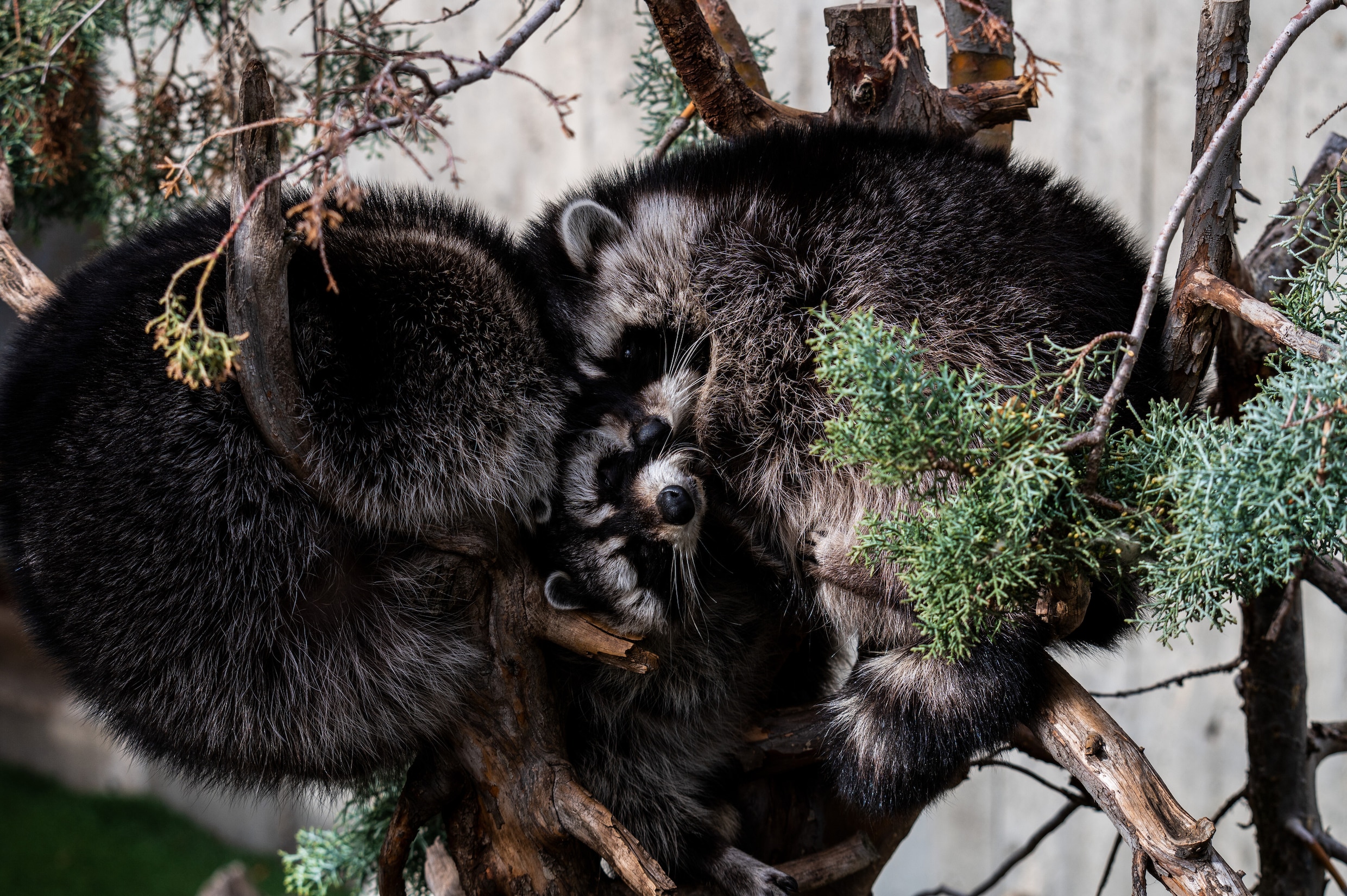 In Wallonië een verloren zaak, maar Vlaanderen wil komaf maken met de ...