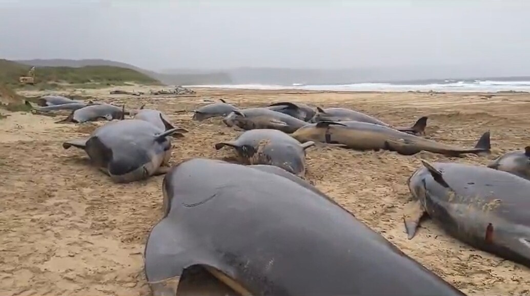 Meer dan 50 walvissen spoelen aan op Schots strand, maar één dier kan gered worden | De Morgen
