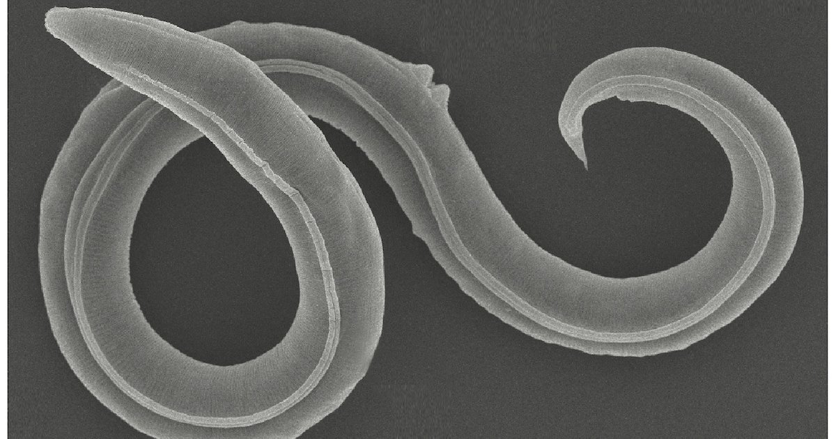 Wetenschappers claimen 46.000 jaar oude wormpjes gewekt te hebben uit ...