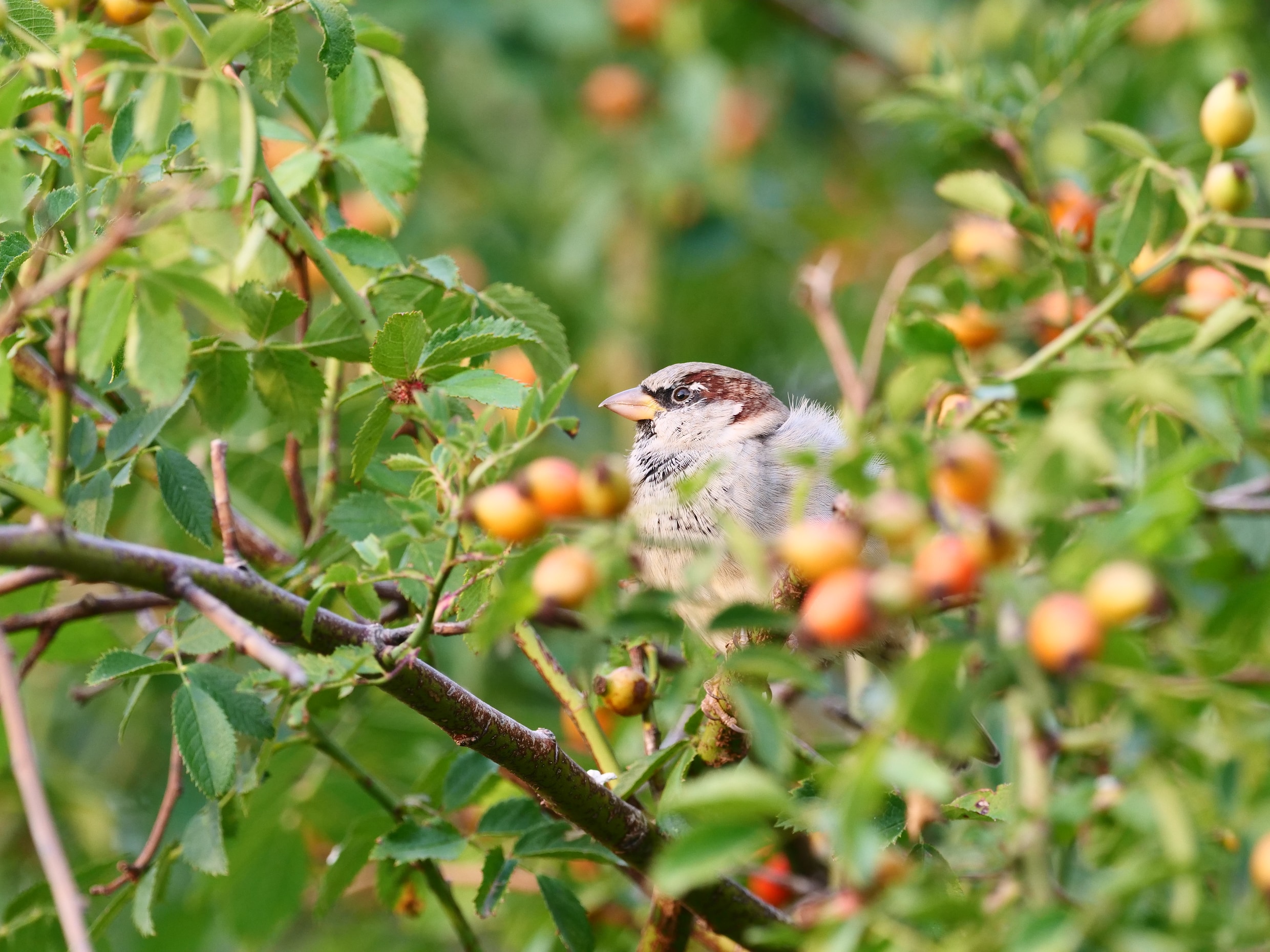 Hoe maak je je tuin aantrekkelijk voor insecten en vogels? | De Morgen