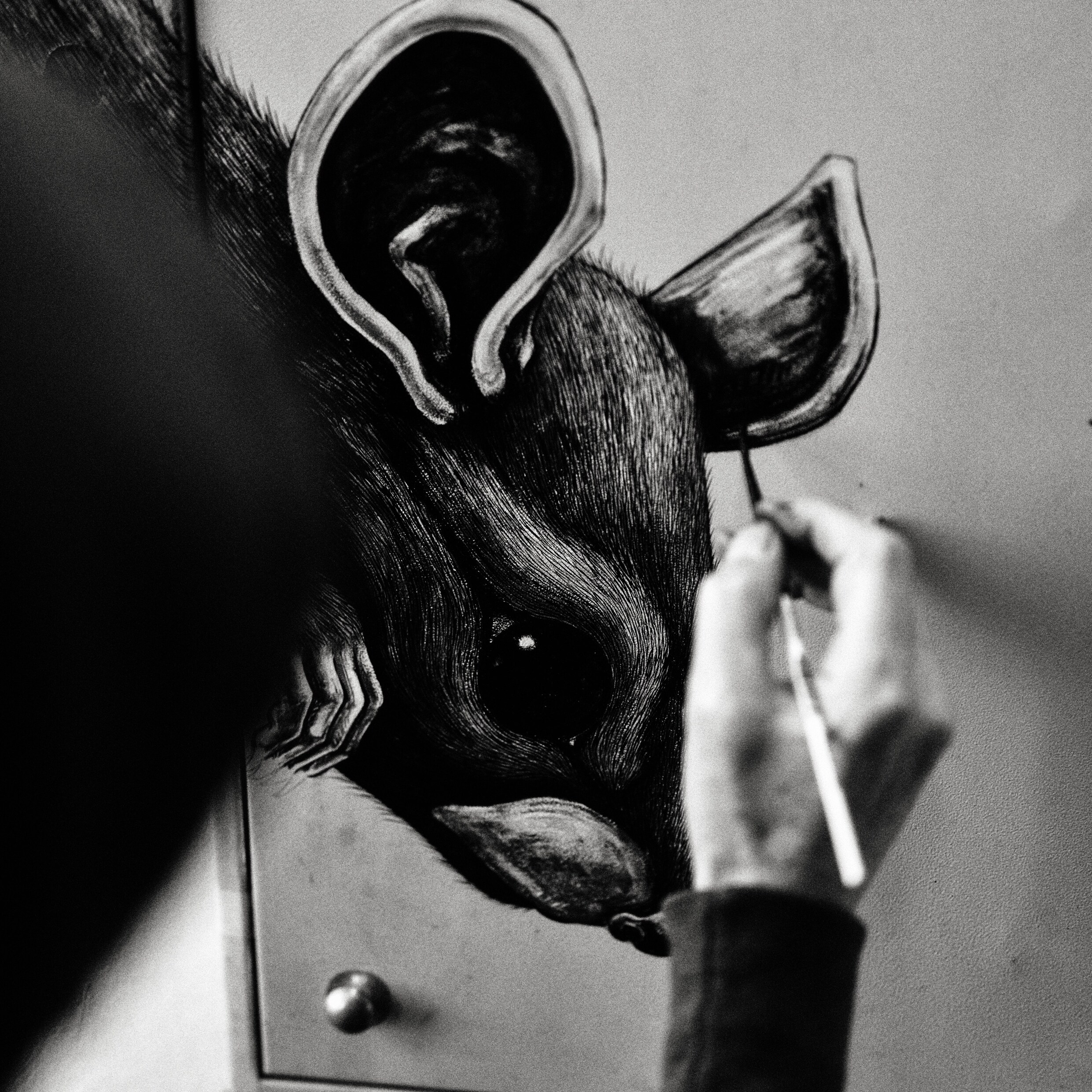 In het atelier van de mysterieuze street artist ROA: ‘Mensen geraken ...