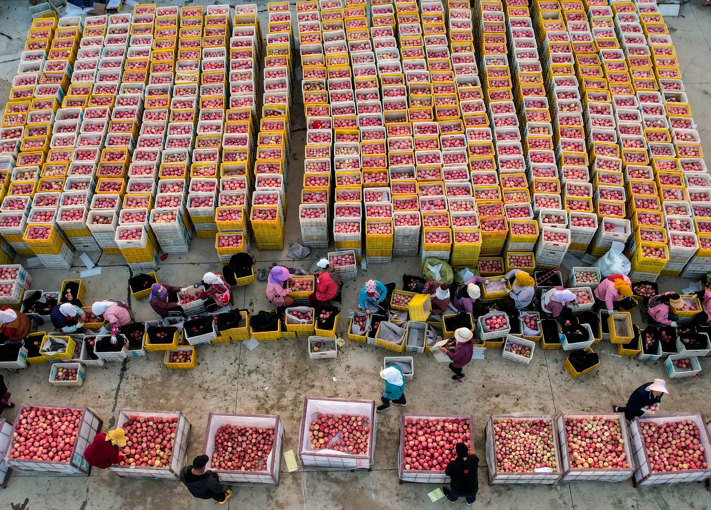 Een appeltje voor de dorst, iemand? | De Morgen