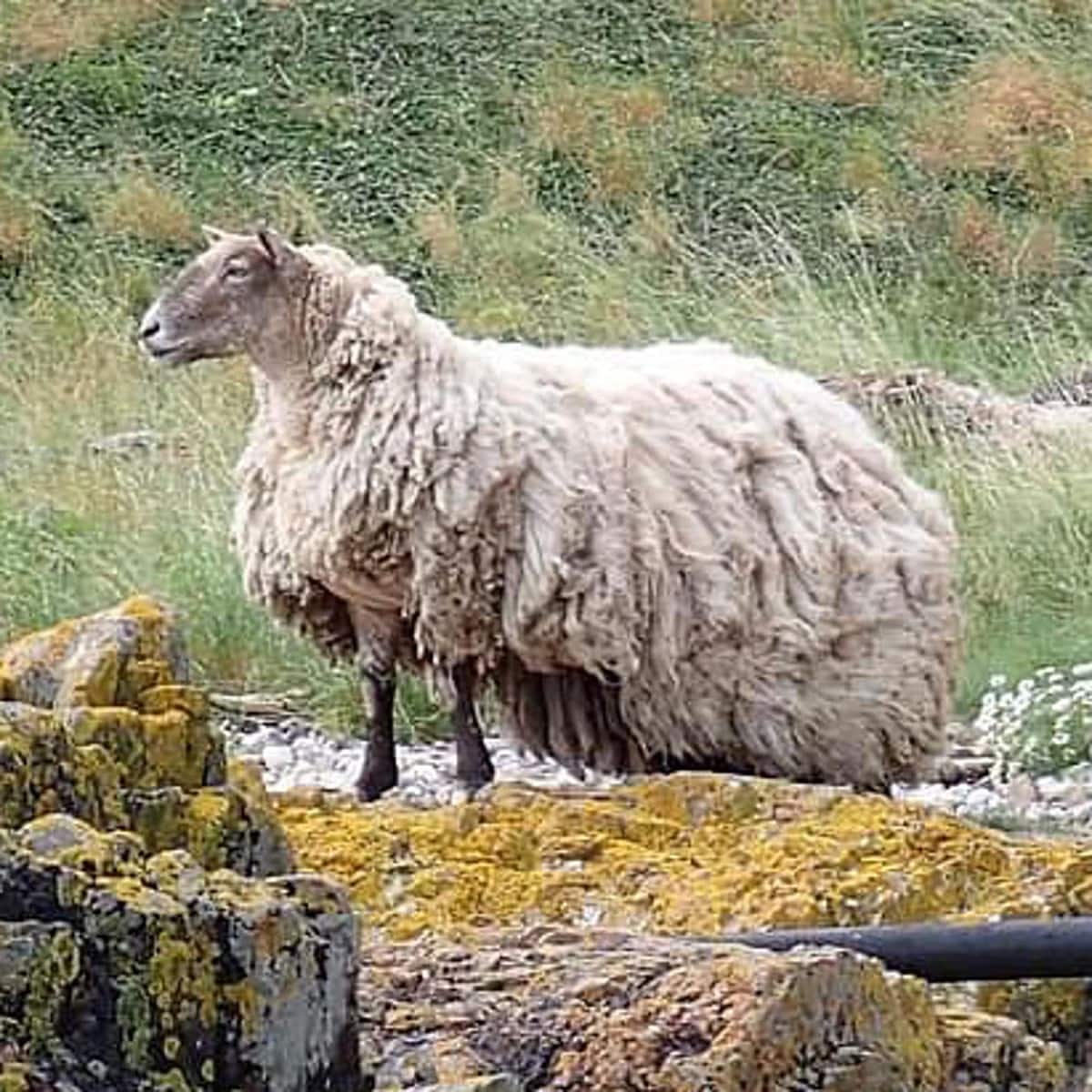 Verloren schaap bevindt zich al twee jaar eenzaam aan de voet van een ...