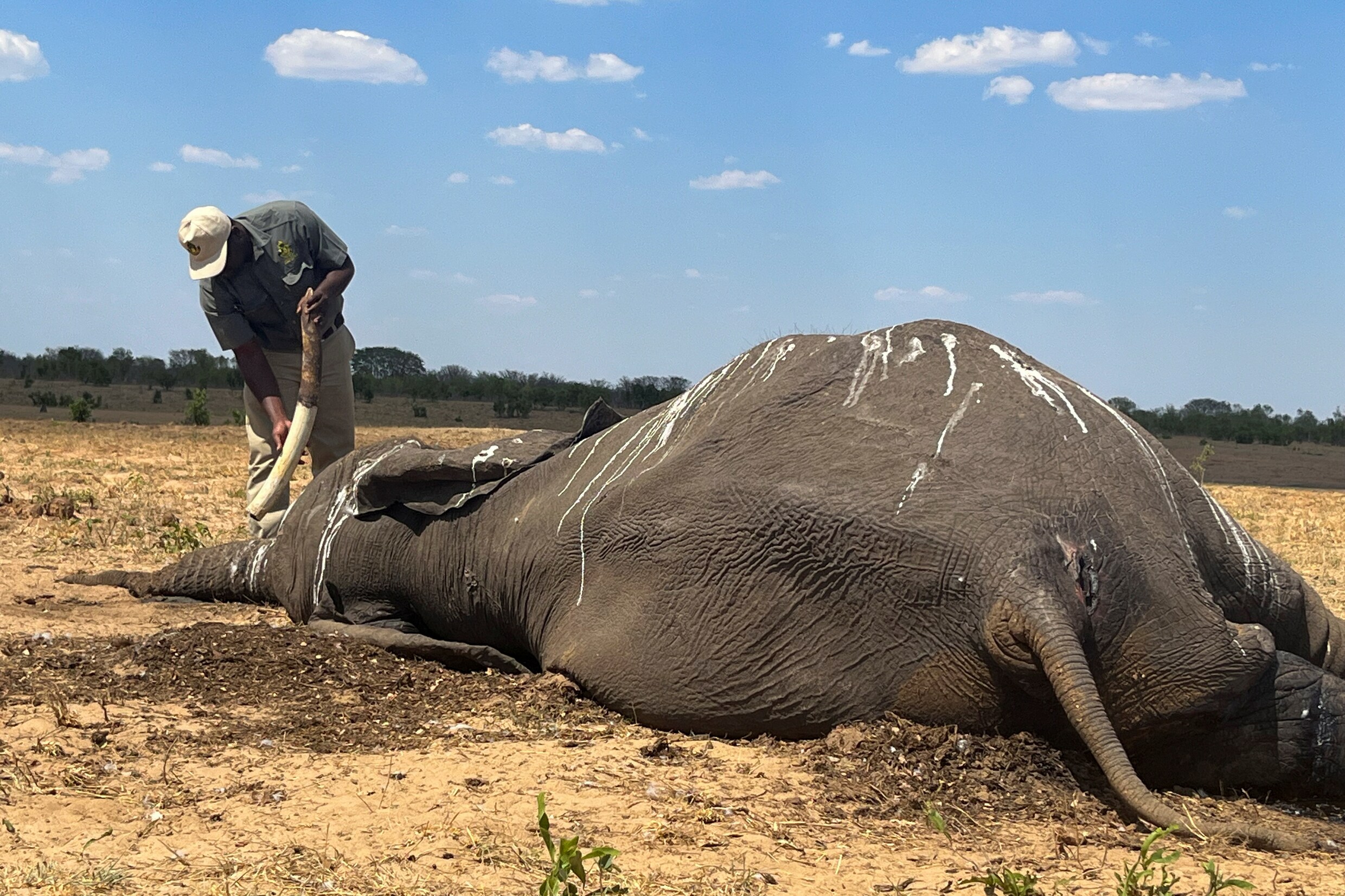 Honderden olifanten gestorven in Zimbabwe door droogte: ‘Olifanten en andere wilde diersoorten ...