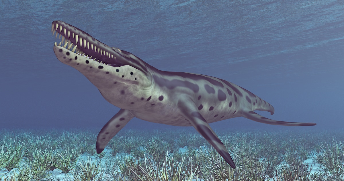 ‘T. rex van de zee’: complete schedel van prehistorische pilosaurus ...